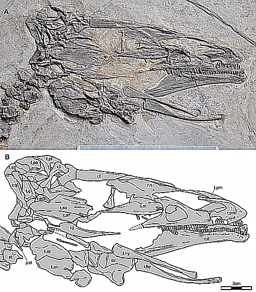 jianchangosaurus