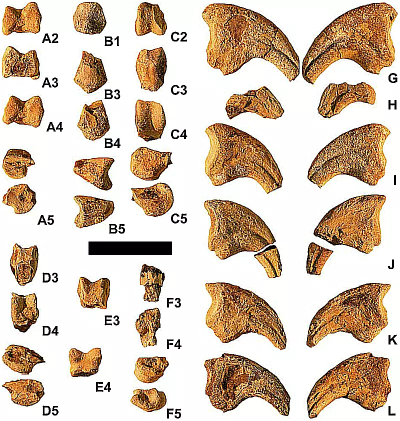 martharaptor