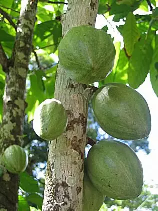 Arborele de cacao (Theobroma spp), Brazilia