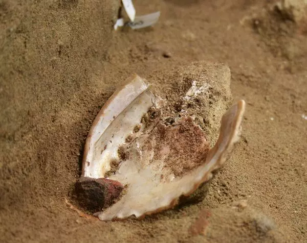 Coquille d'ormeau de la boîte à outils 2 à la grotte de Blombos