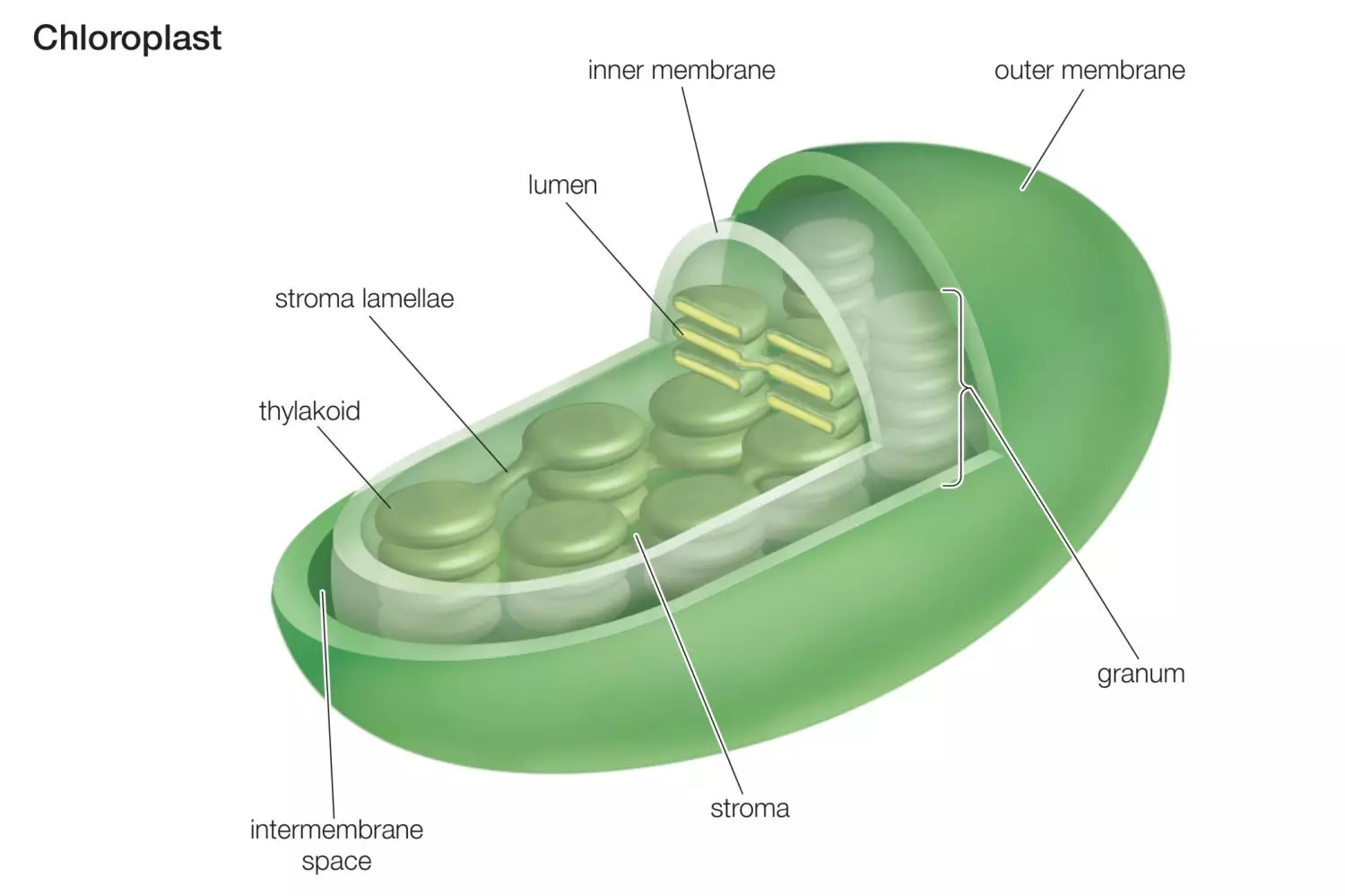 Coupe transversale d'un chloroplaste