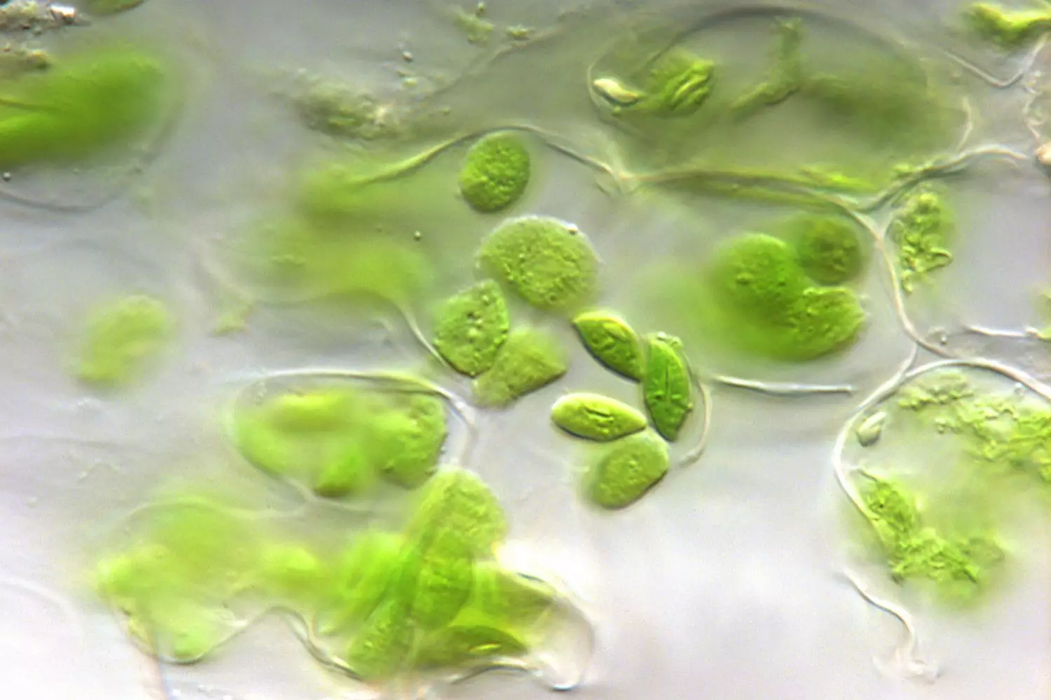 Cog chloroplasts