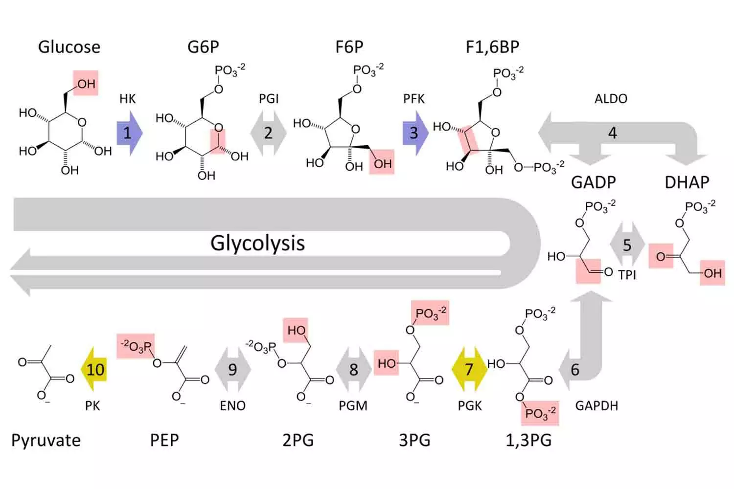 Ny dingana 10 amin'ny glycolysis