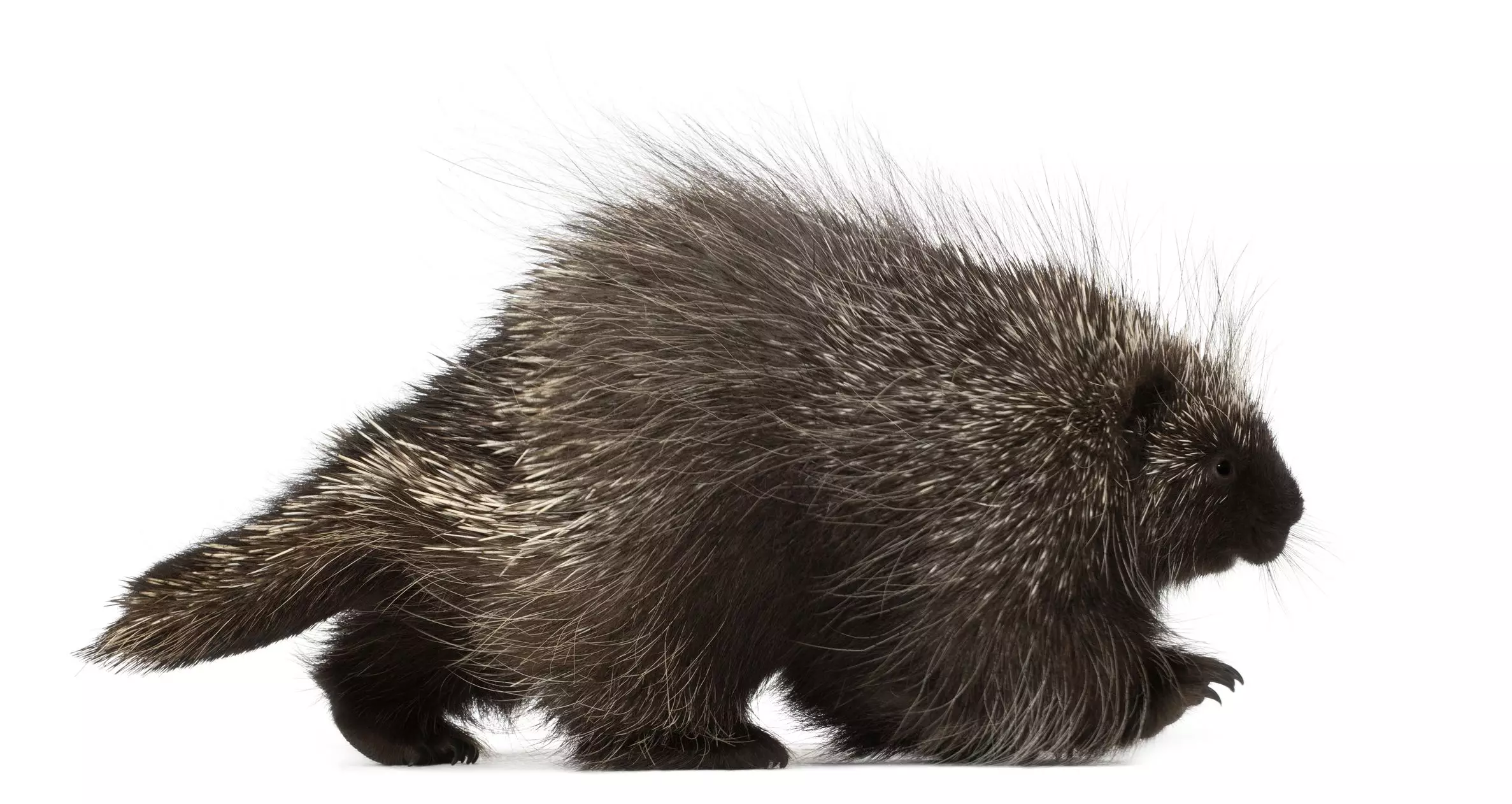 Porcupine Facts (Hystricidae ja Erethizontidae)