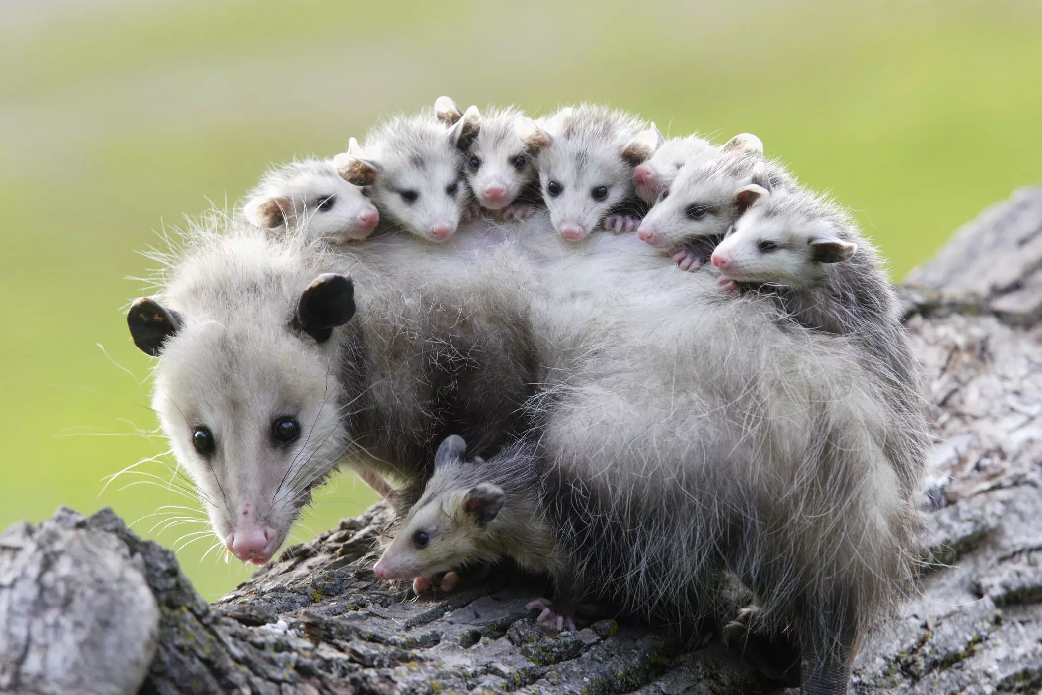 Opossum tények (Didelphimorphia rend)