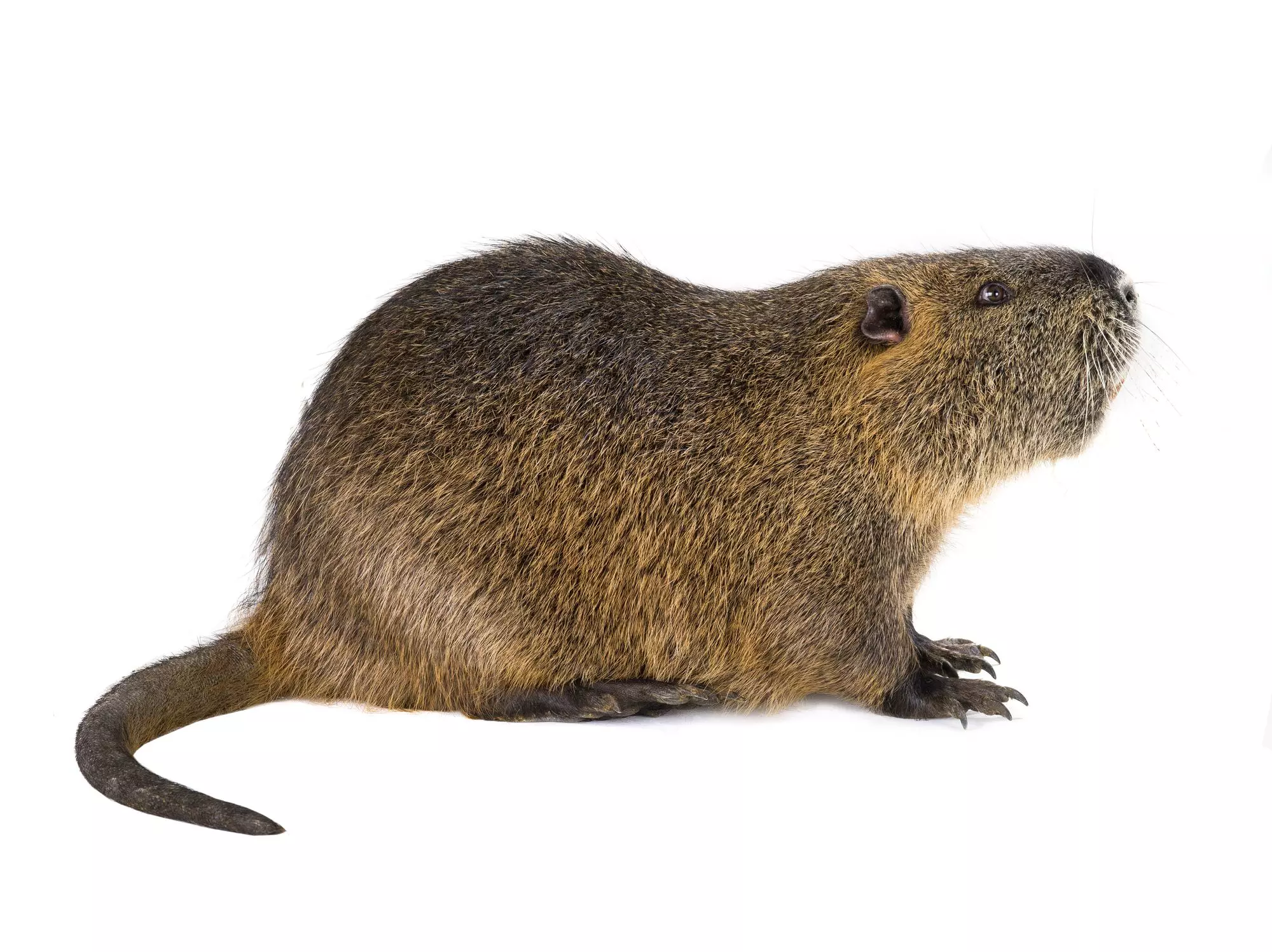 Fíricí Nutria (Myocastor coypus)