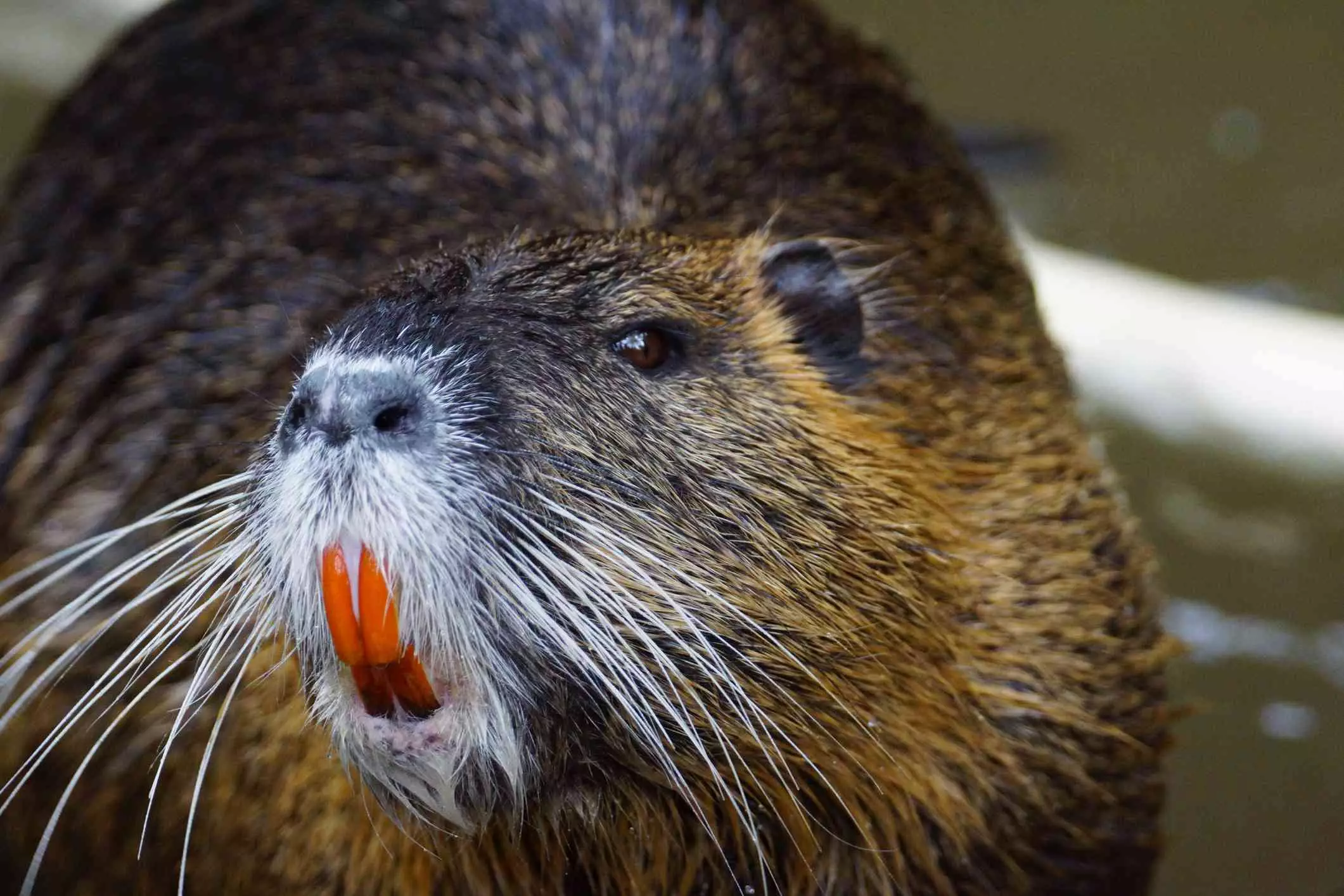 Nutria yaxından