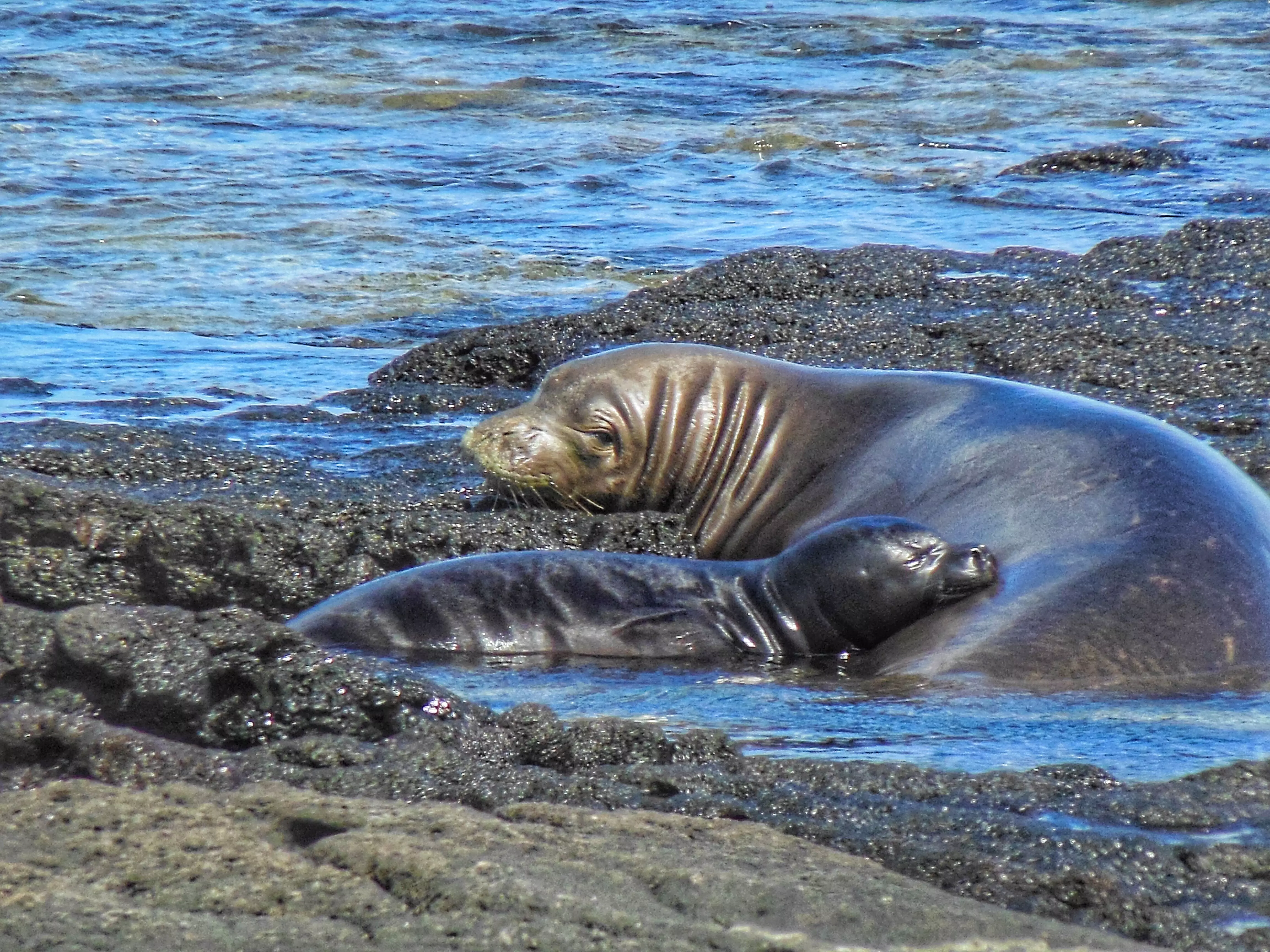 Mentre alleta, una foca femella deixa de menjar i es queda amb el seu cadell.