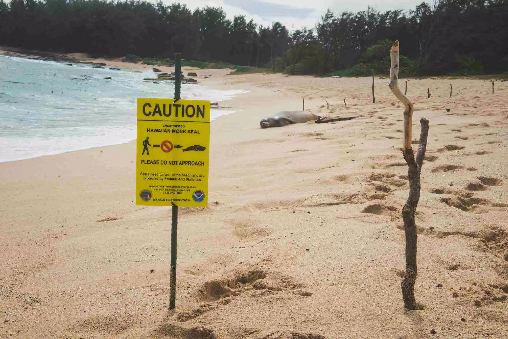打扰夏威夷僧海豹是违法的。违规者将面临巨额罚款。
