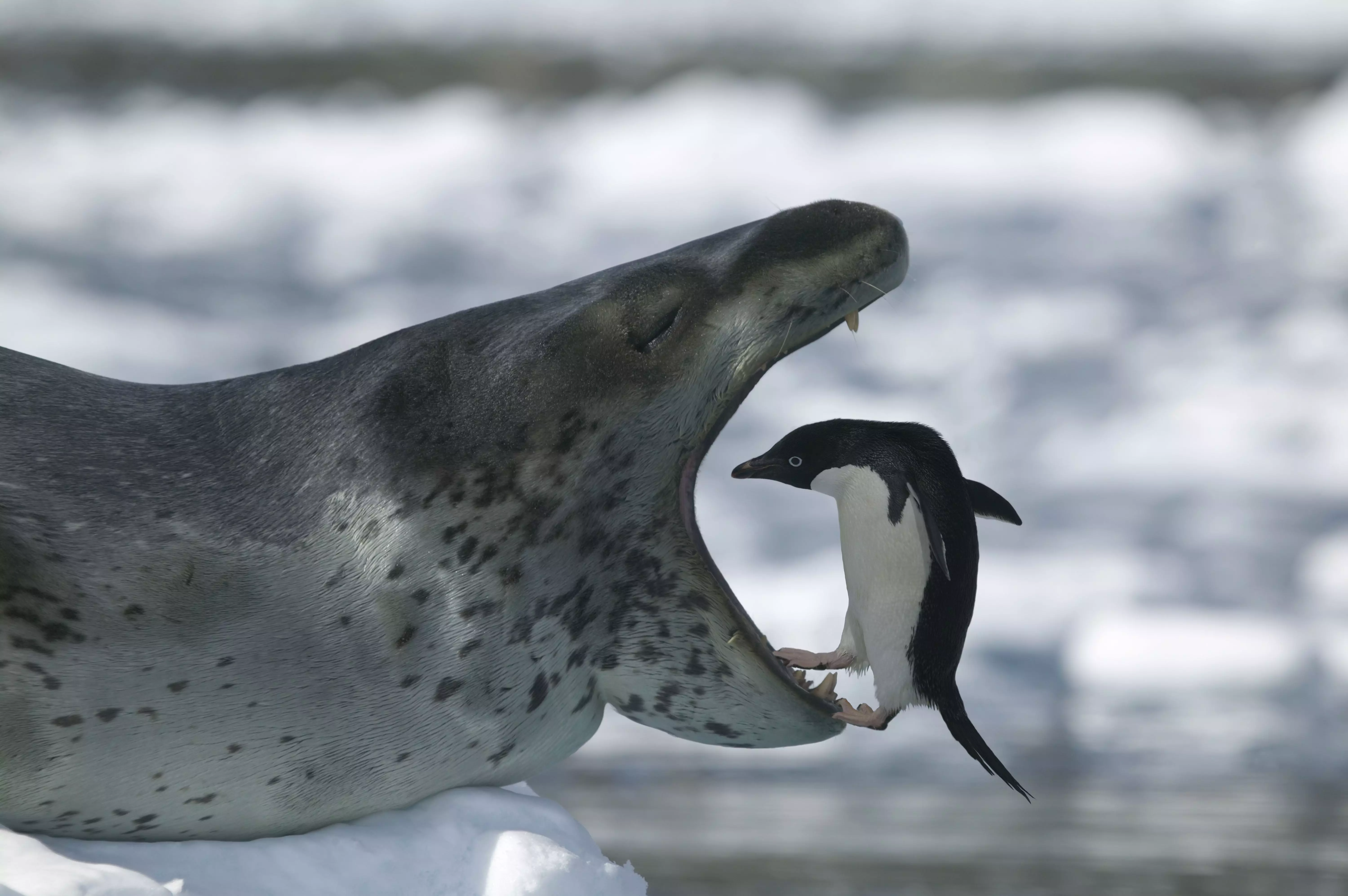 Itheann rónta Liopard penguins.