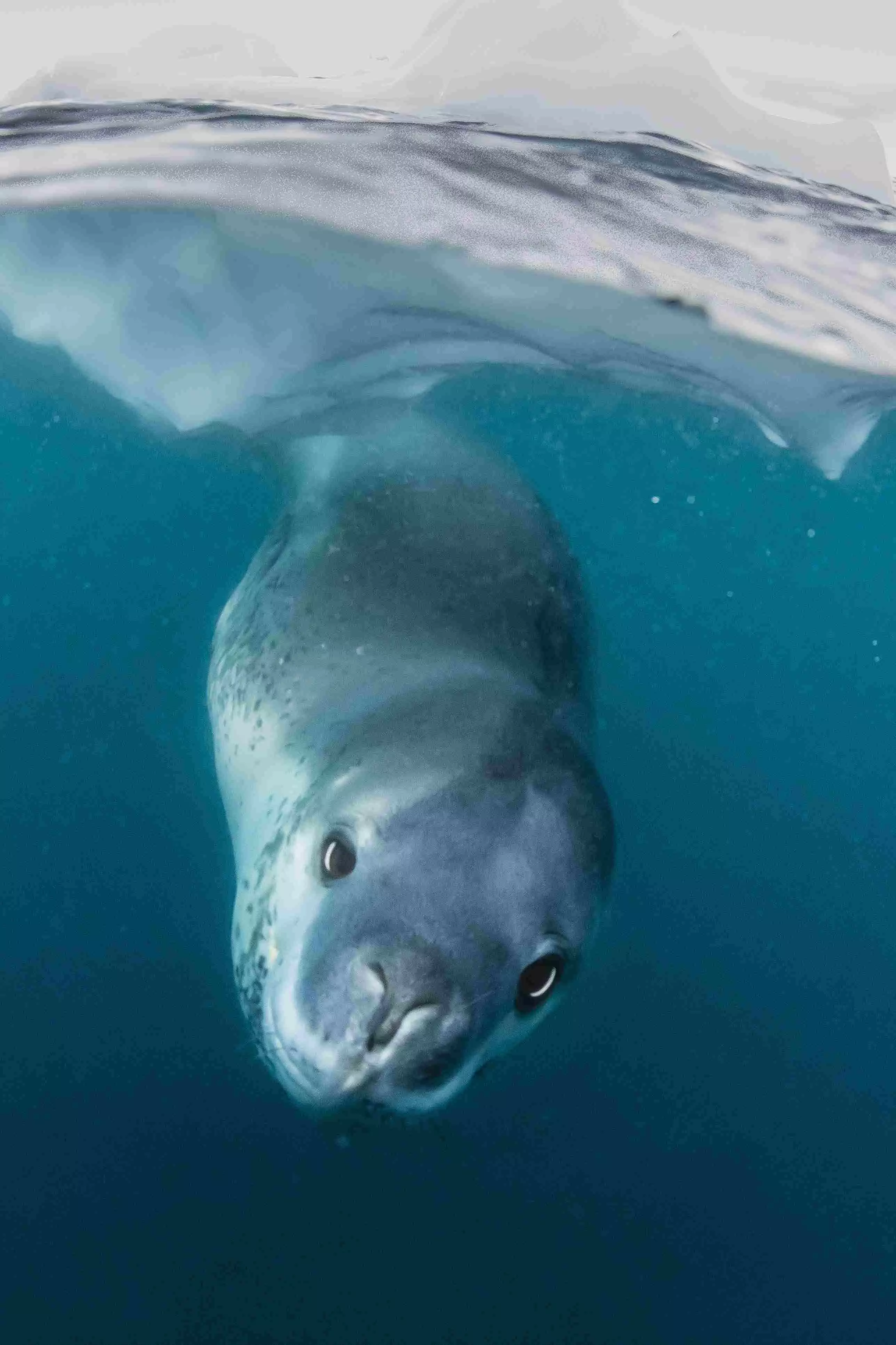 Leopardsælhanner hænger under isen, når de synger.