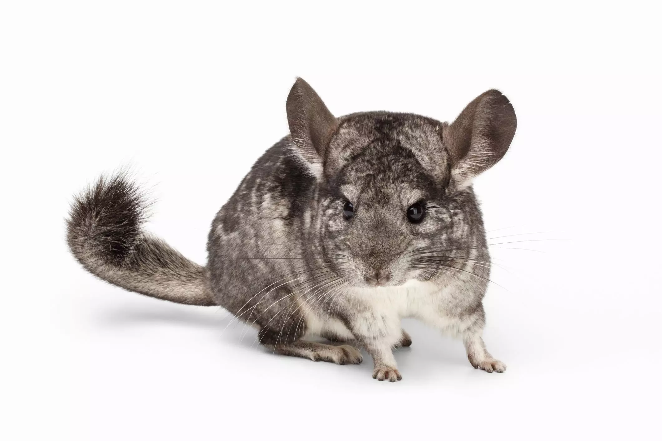 Chinchilla fakta (C. chinchilla och C. lanigera)