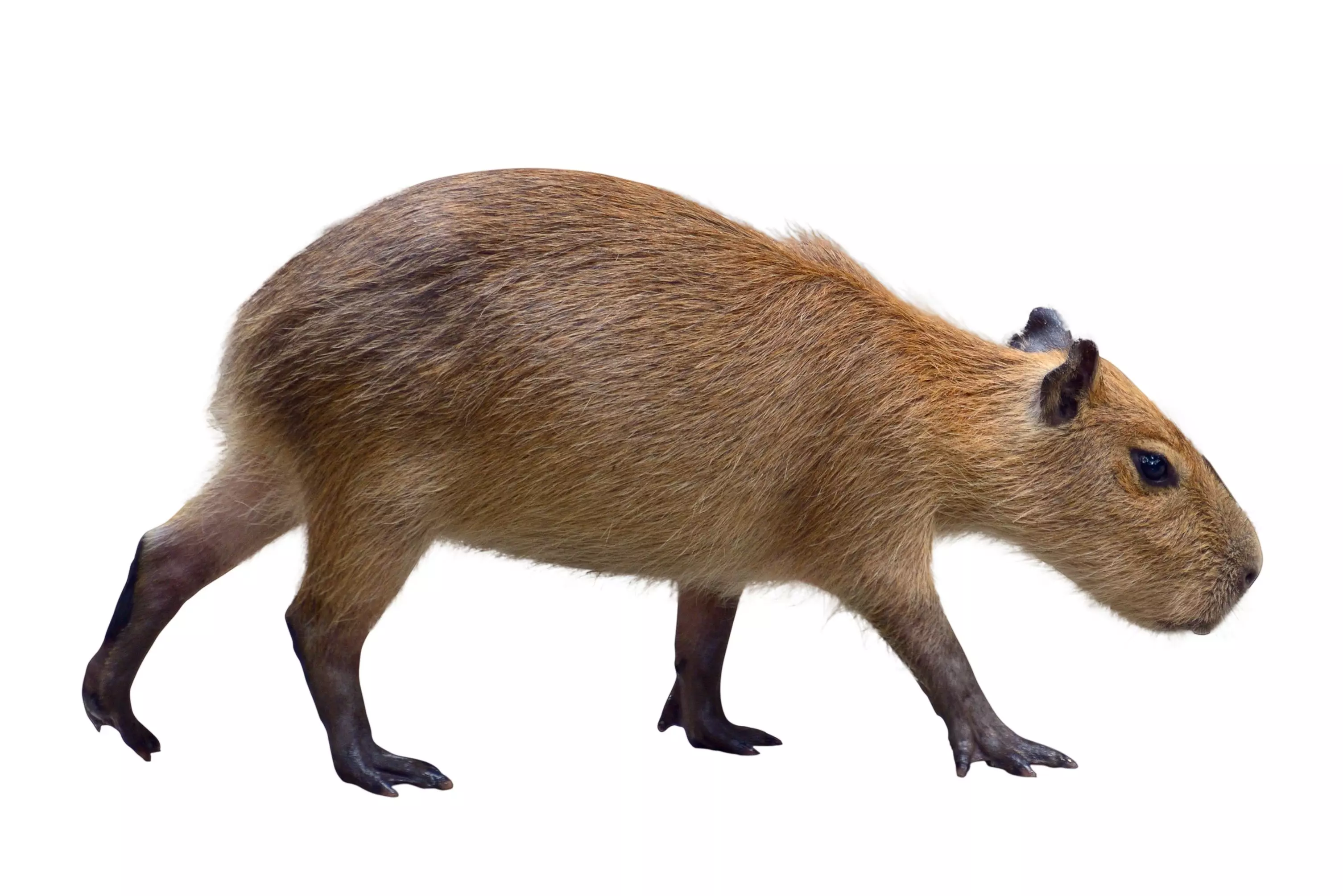 Capybara fakta (Hydrochoerus hydrochaeris)