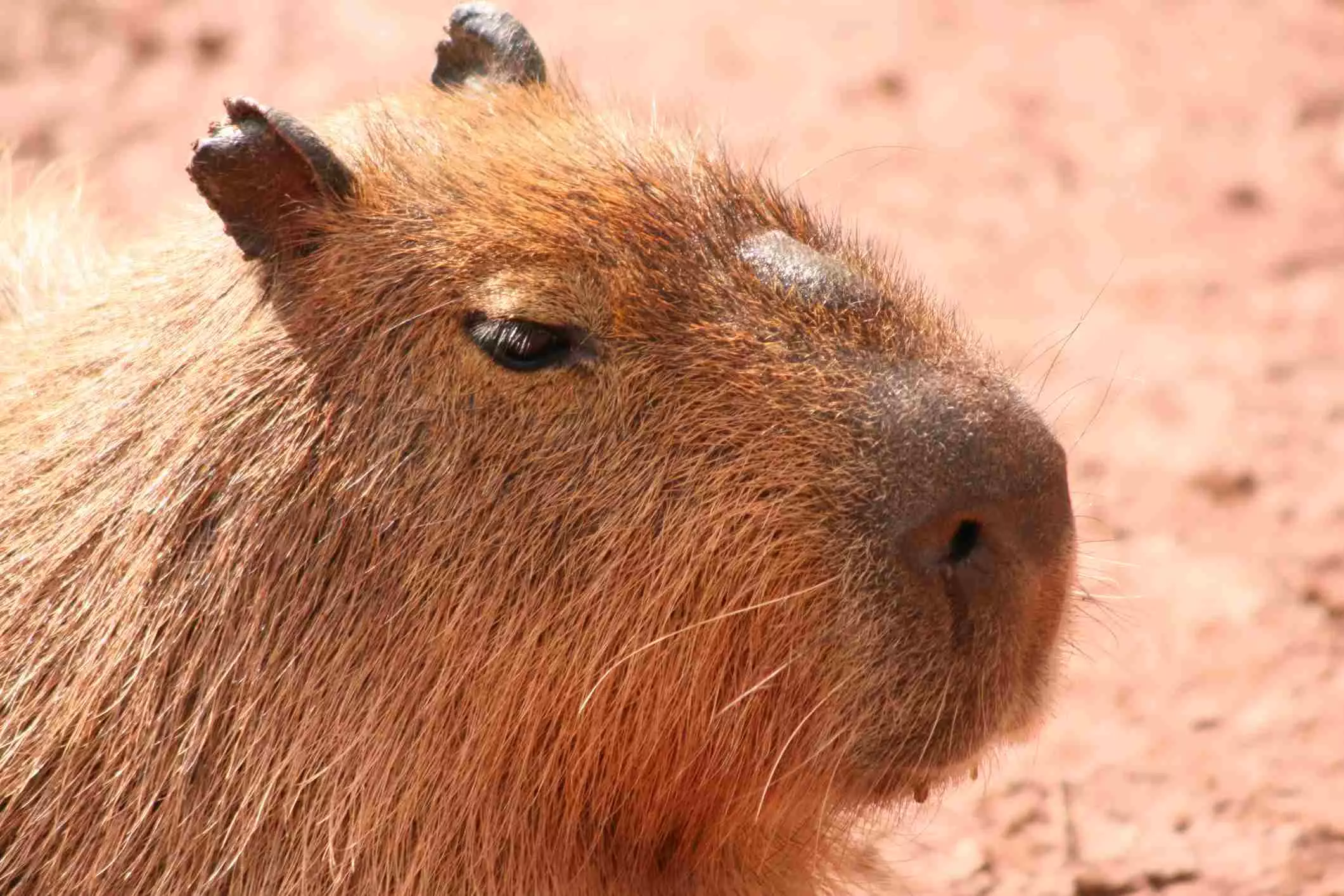 Morilas yra išskirtinis kapibaros veido bruožas.