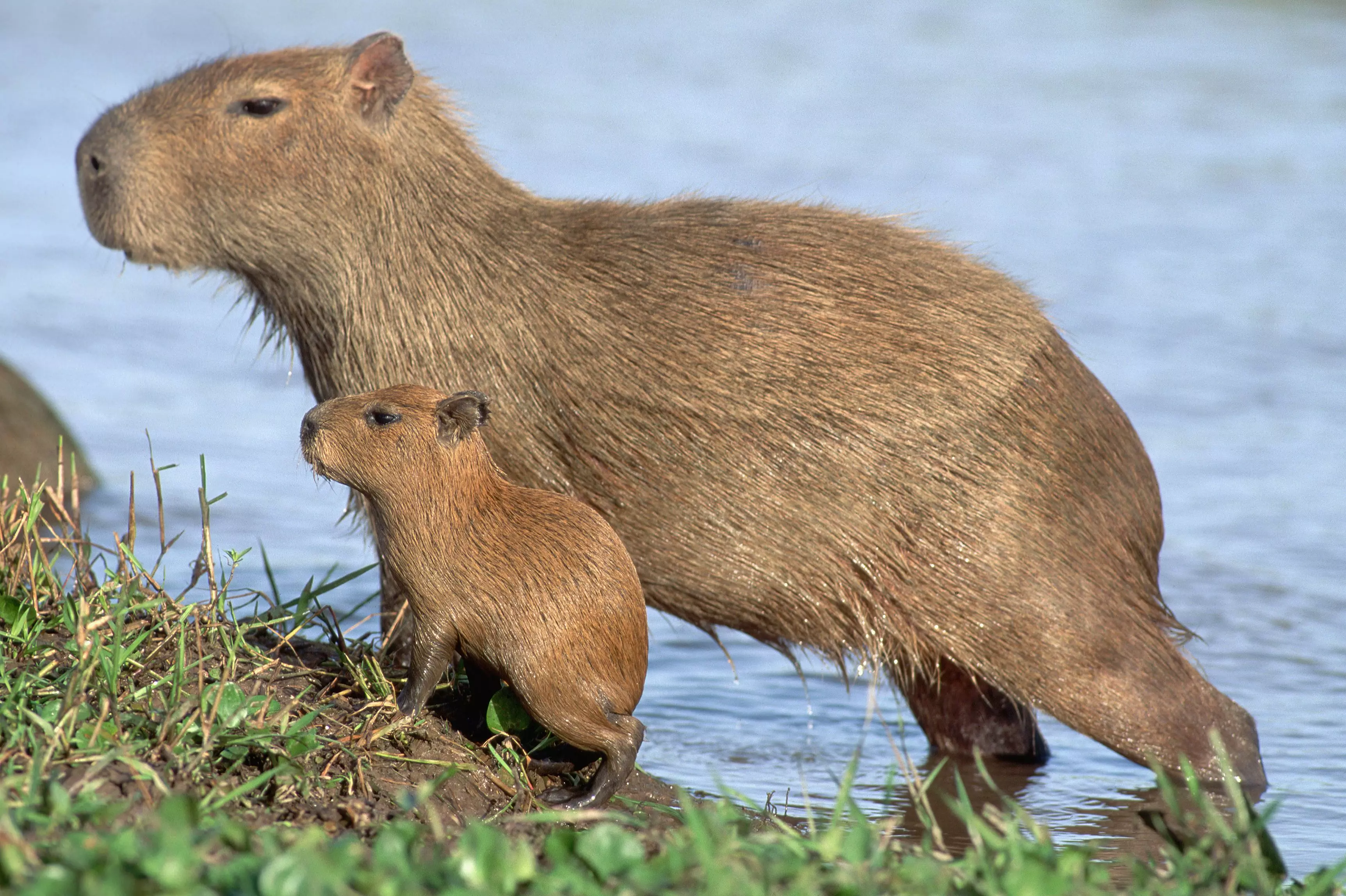 Capybara young is miniatuur weergawes van hul ouers.