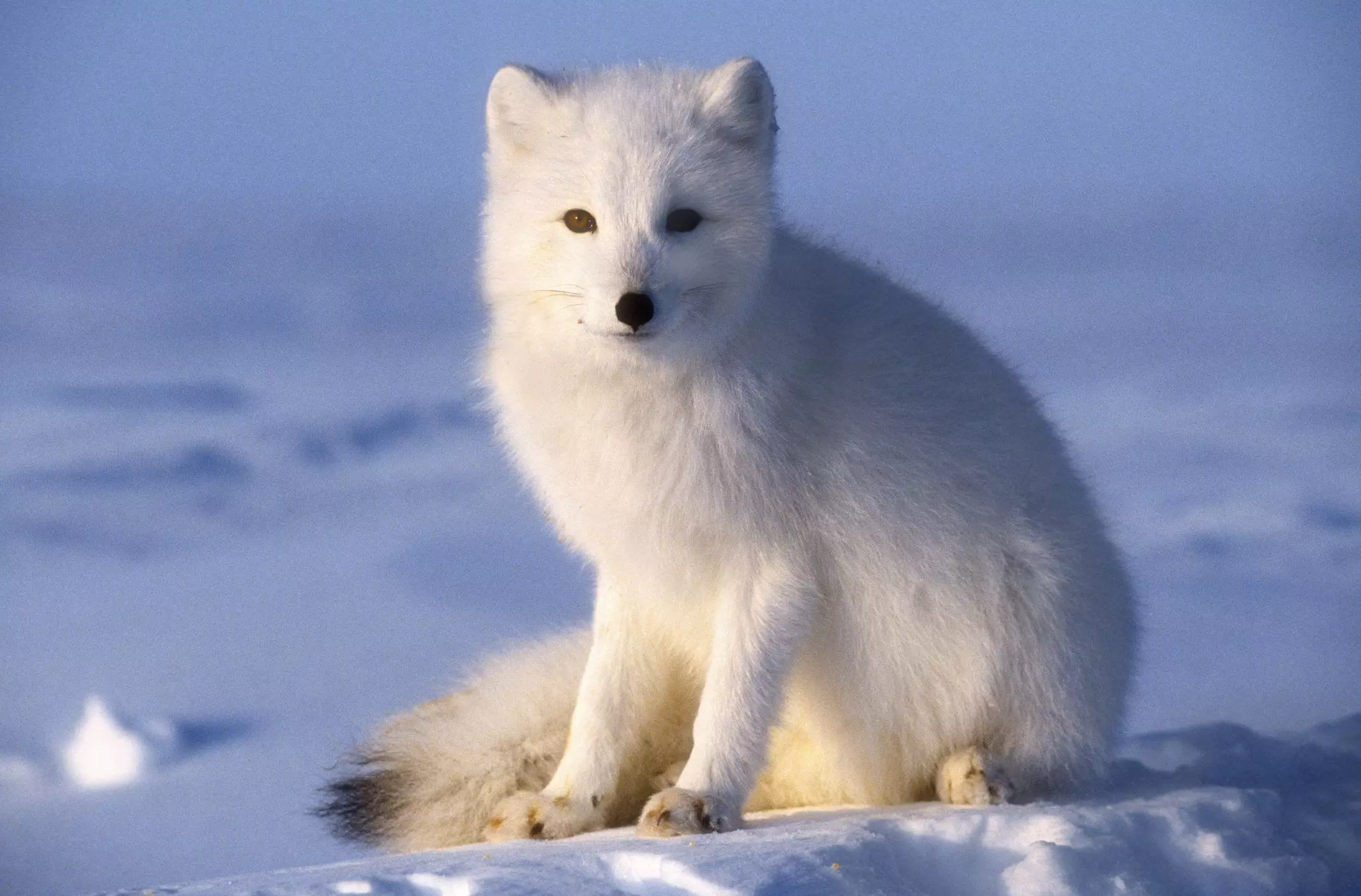 Arktisk rävfakta (Vulpes lagopus)