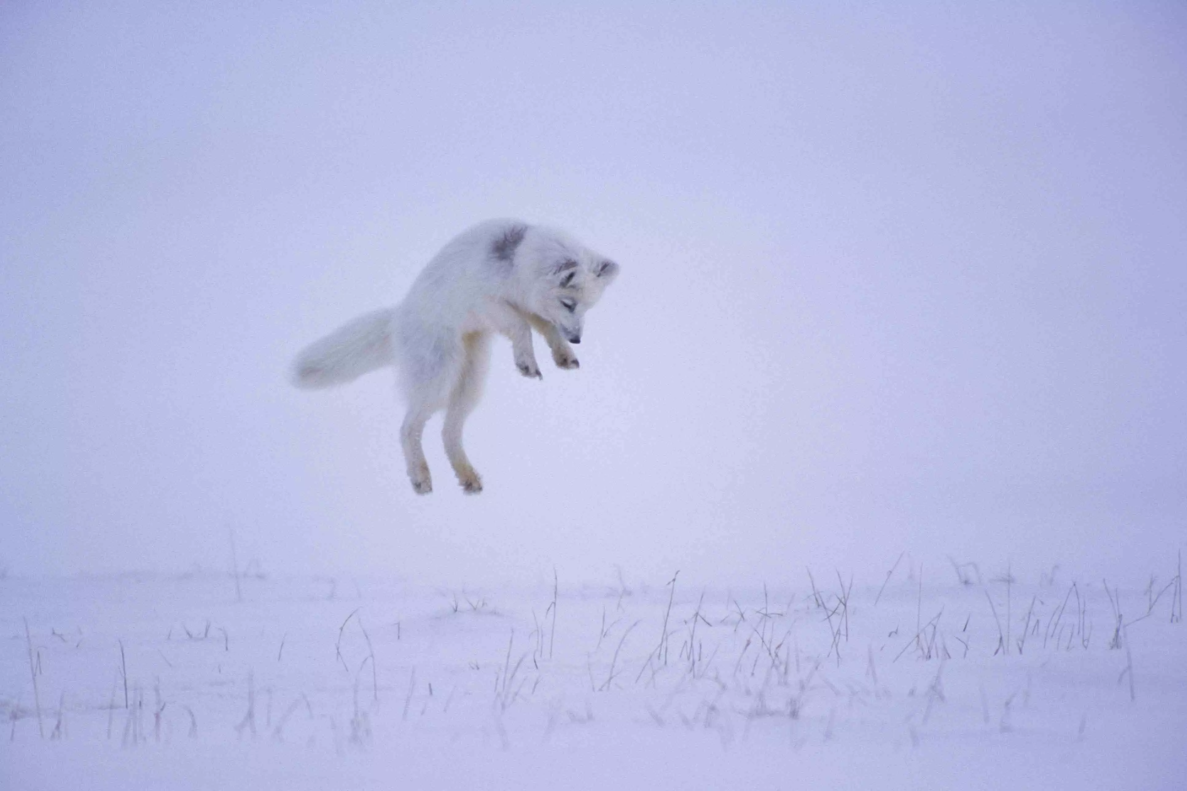 ホッキョクギツネが雪の下で齧歯動物を聞くと、空中に飛び上がり、上から獲物を静かに襲います。