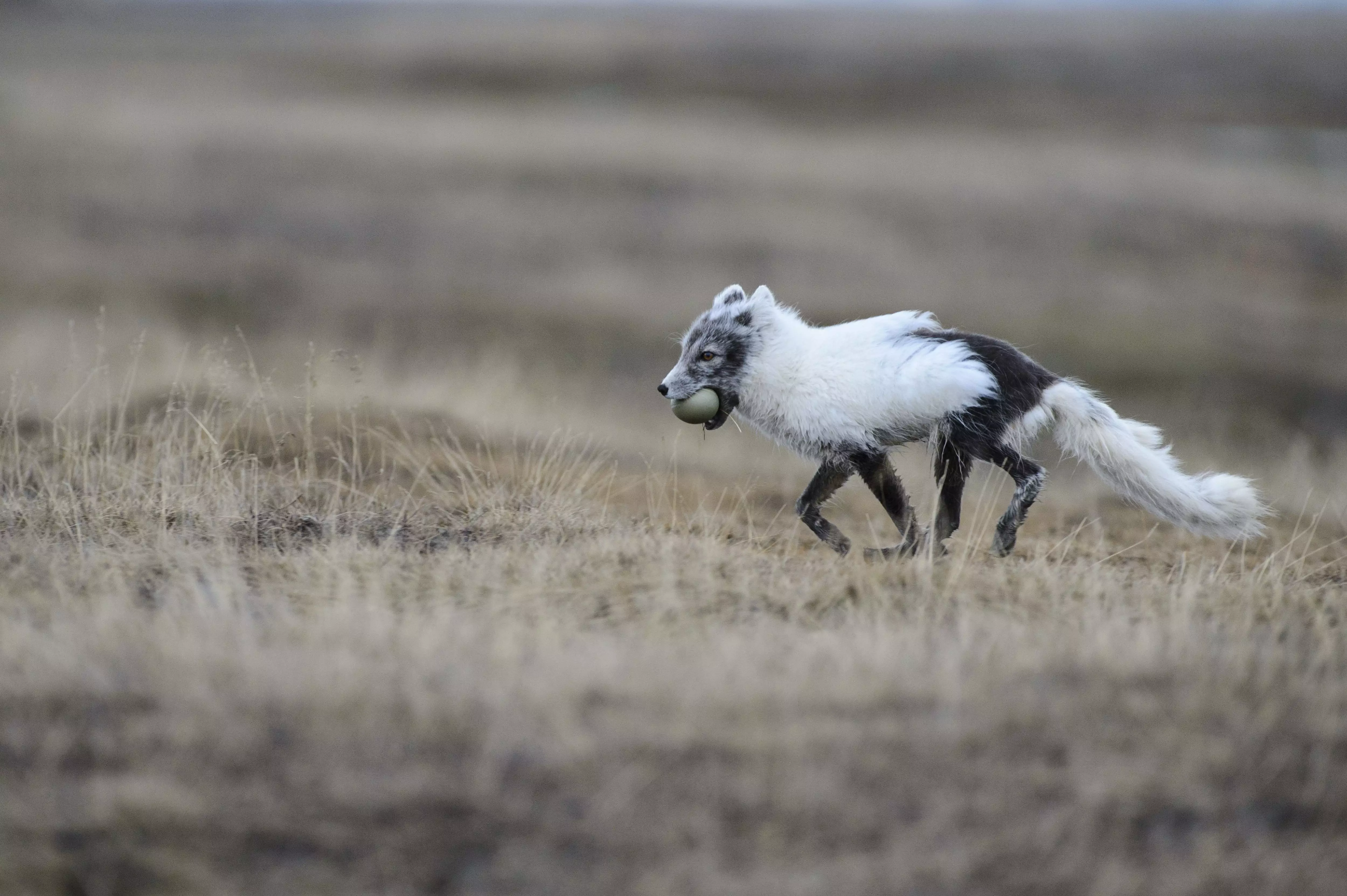 Kining arctic fox, tunga-tunga sa ting-init ug winter coat niini, nangawat ug itlog.