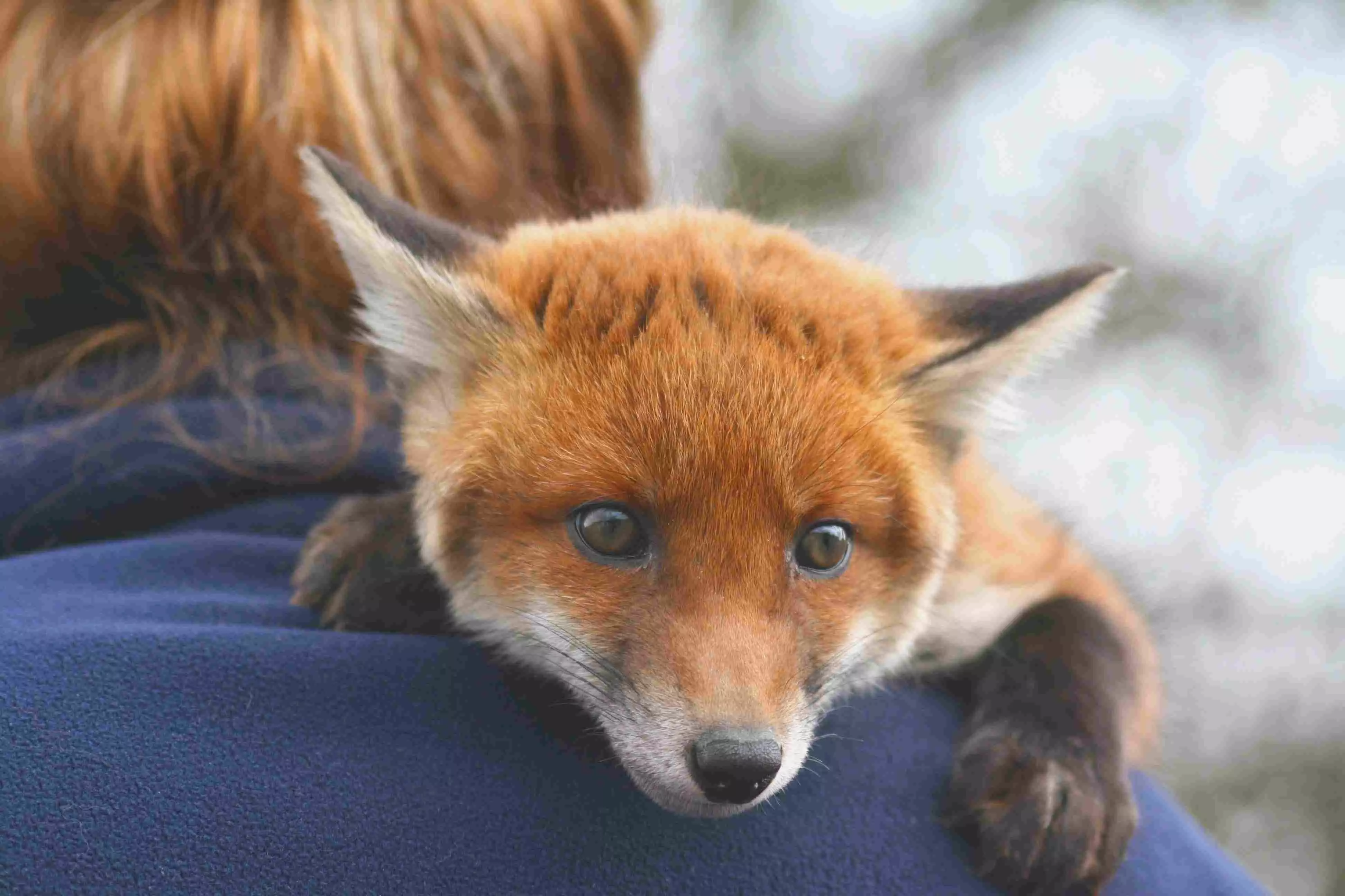 Ang mga pula nga lobo mas komon nga mga binuhi kay sa mga arctic fox.