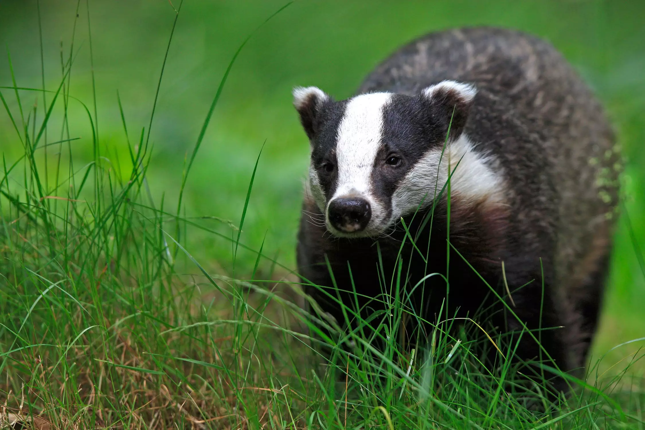 Eurasian Badger Facts