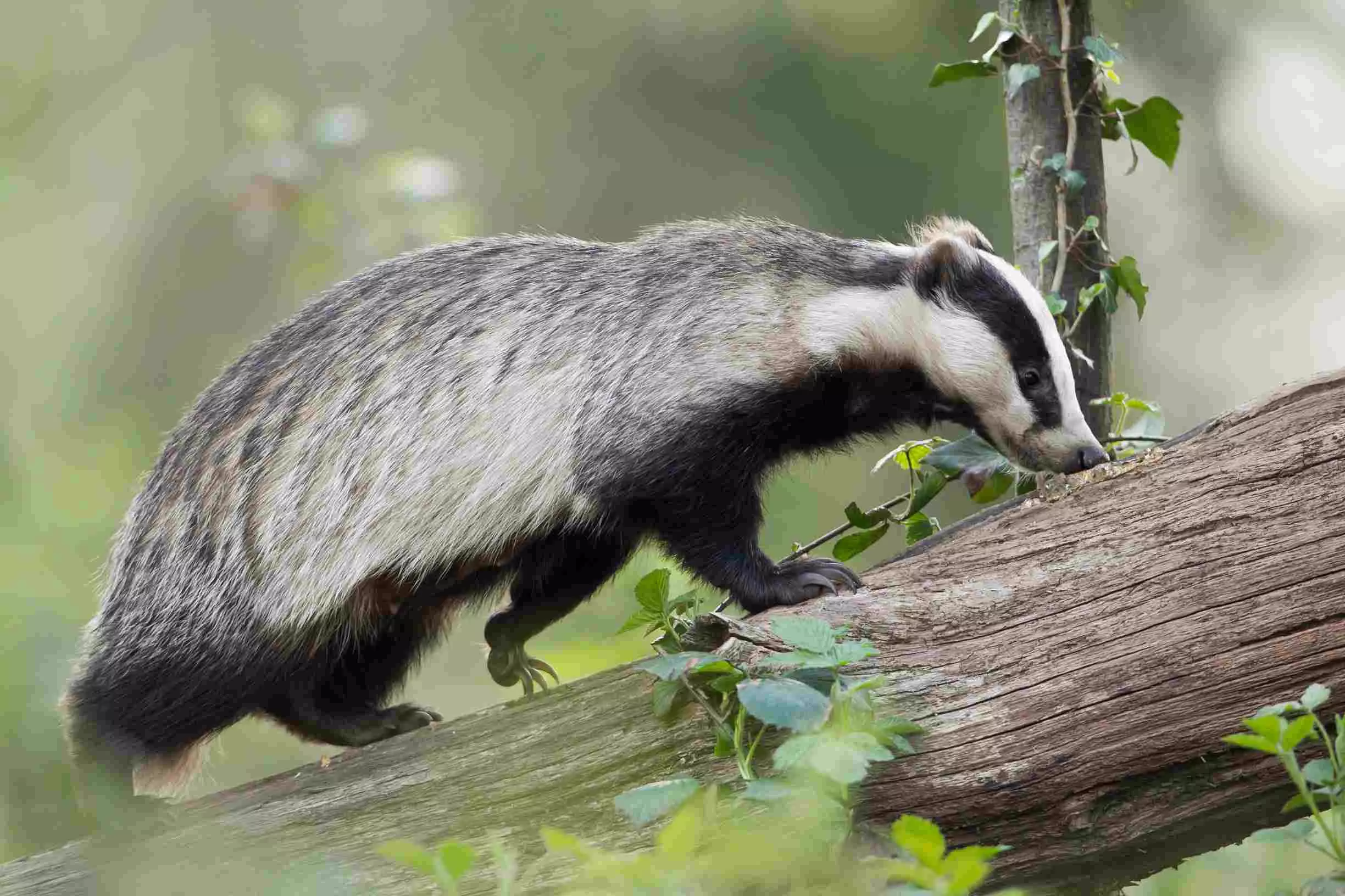 European Badger (Meles meles)