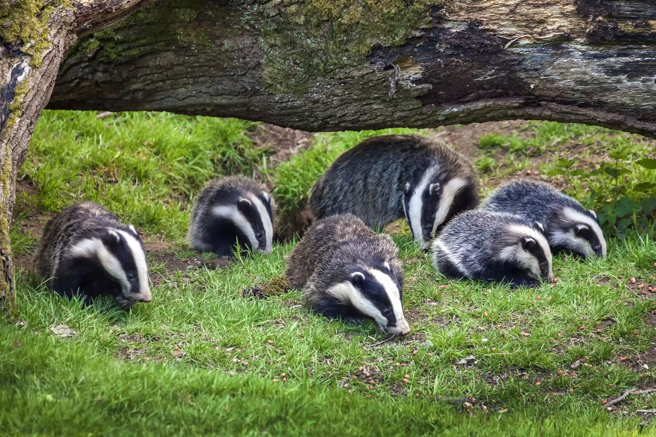 Badger scrofa e cuccioli di famiglia che si alimentano in una foresta boschiva