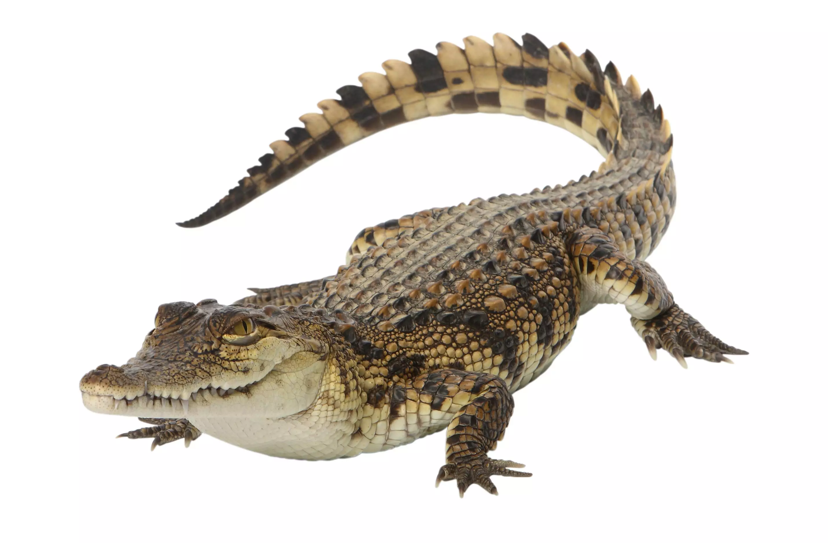 Nilens krokodilfakta (Crocodylus niloticus)