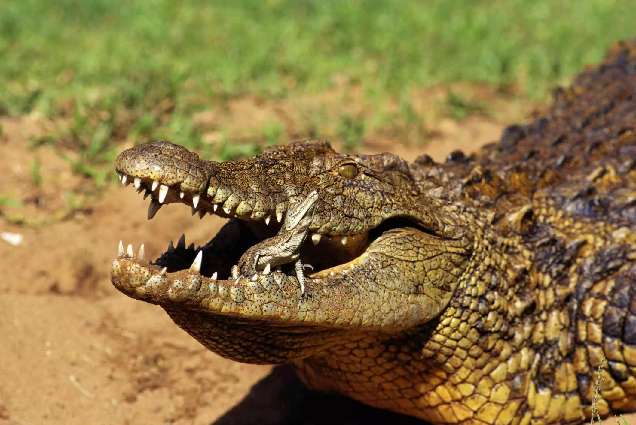 Krokodilo portanta idojn en sia buŝo