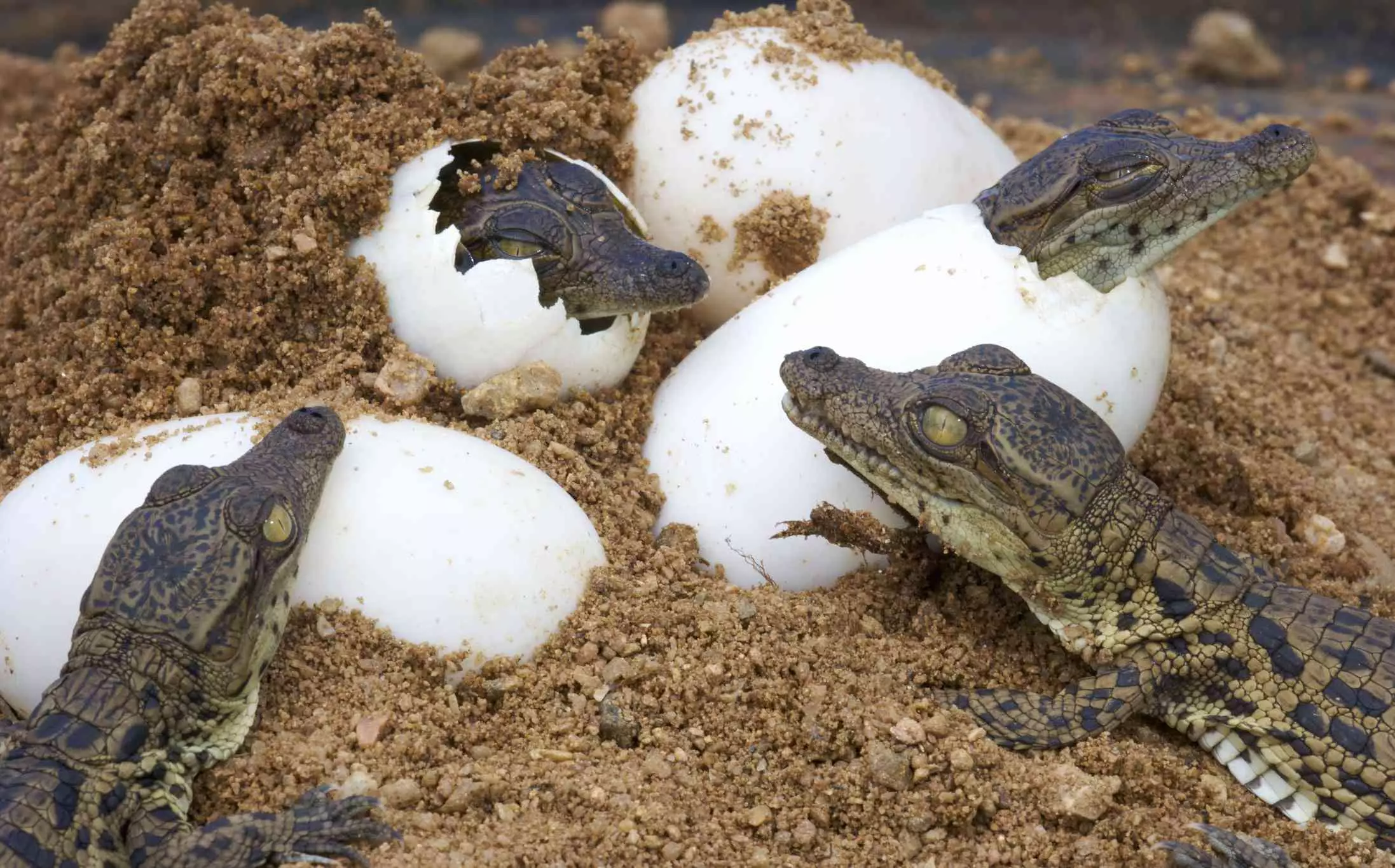 Бебета нилски крокодили се излюпват от яйца
