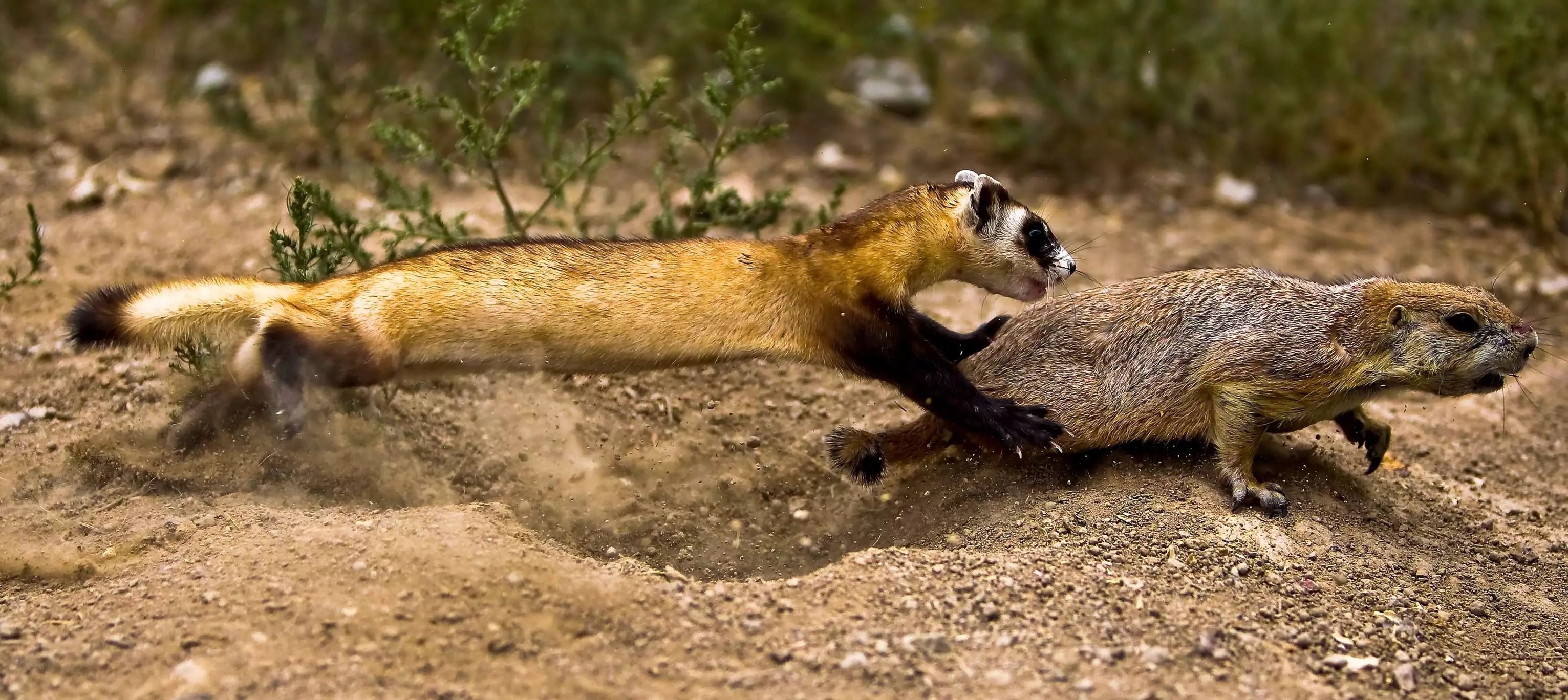 Ny ferrets mainty tongotra dia mihinana alika prairie.