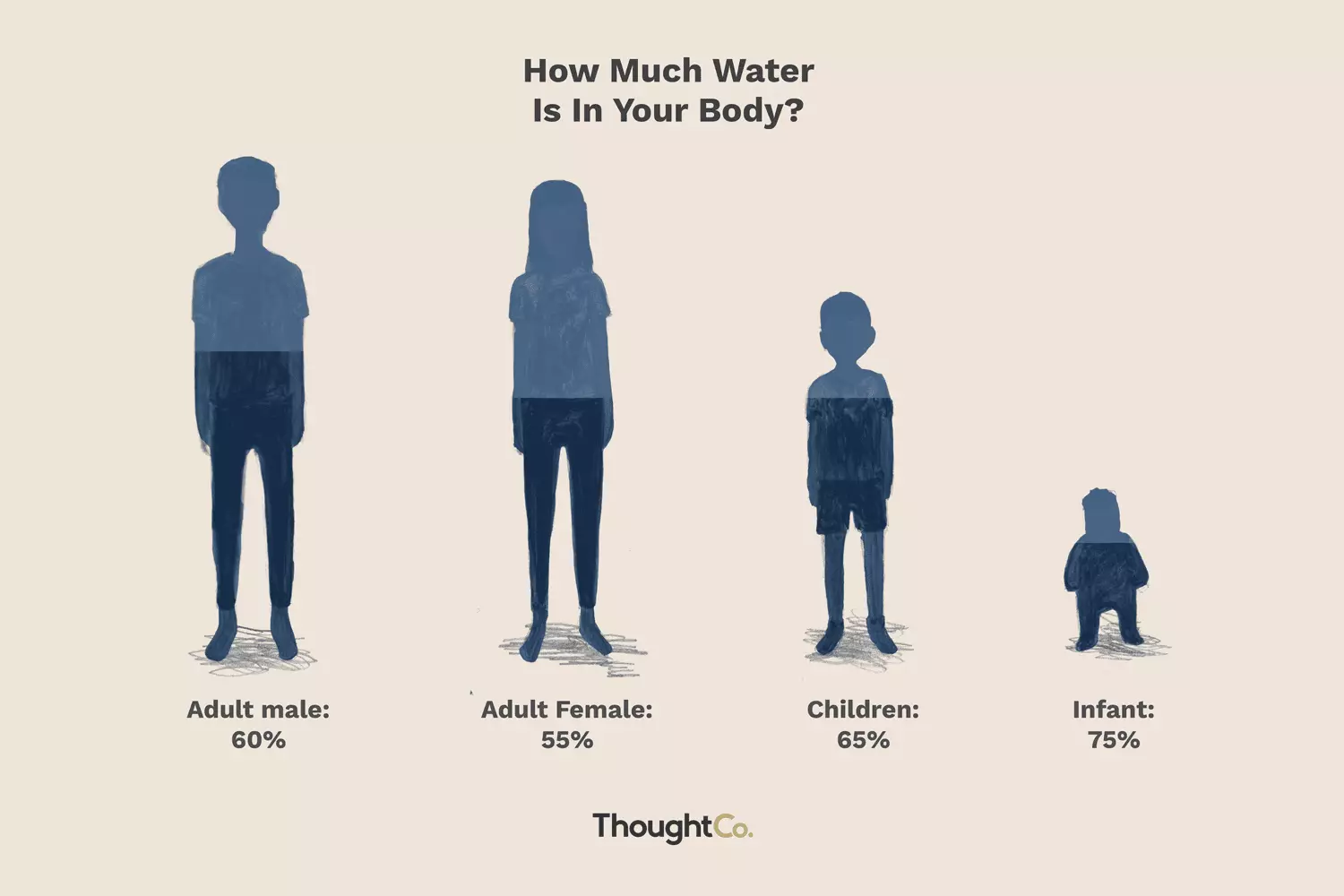 Сколько воды в вашем теле? Какой процент?