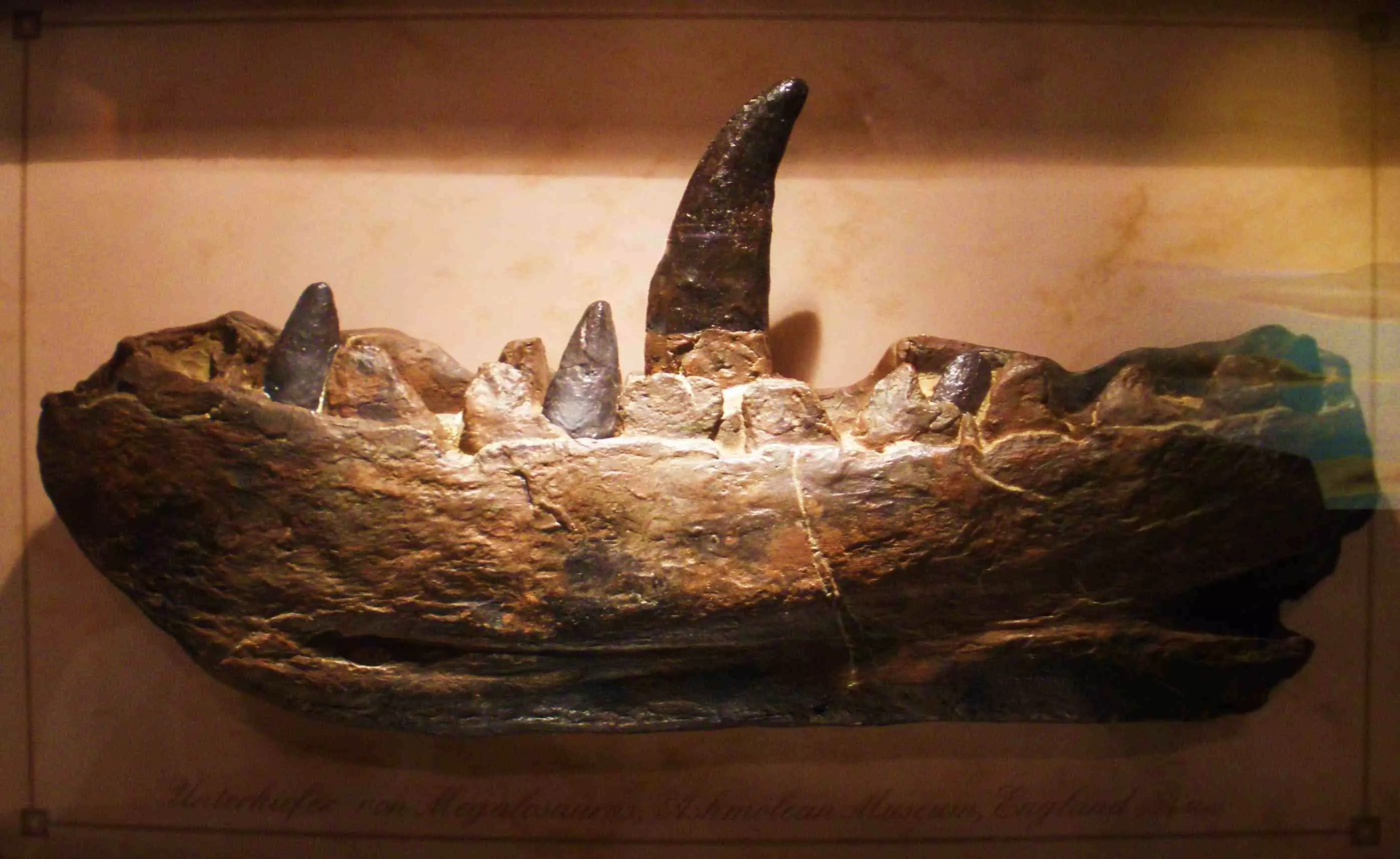 Ƙananan muƙamuƙi na Megalosaurus akan nuni a gidan kayan gargajiya.