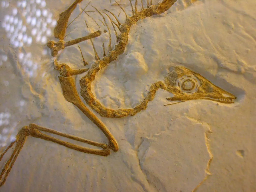 Kısmen ortaya çıkarılan archaeopteryx iskeleti.