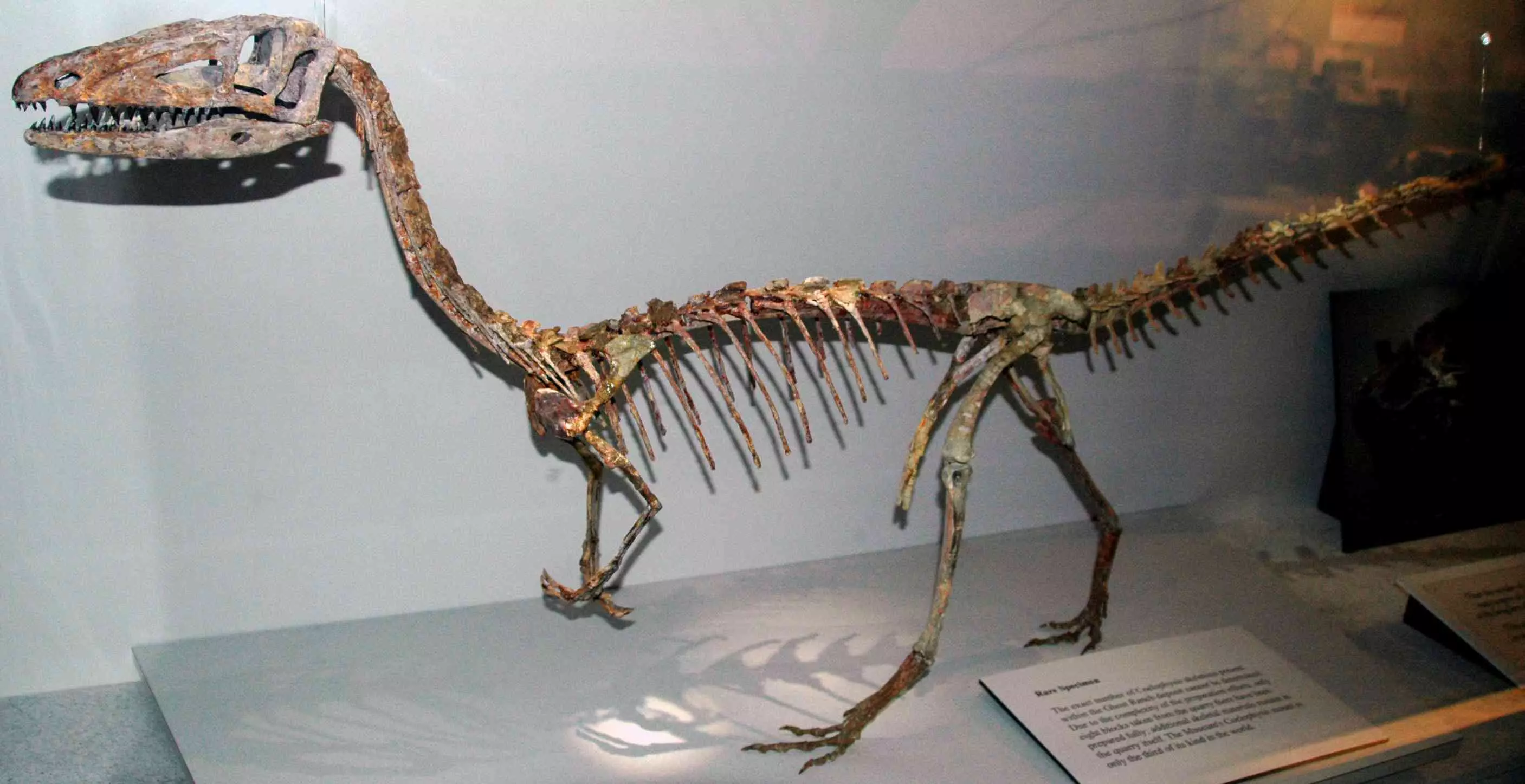 Coelophysis skeletas eksponuojamas muziejuje.