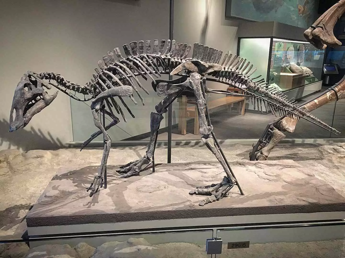 Maiasaura kwarangwal yana nunawa.