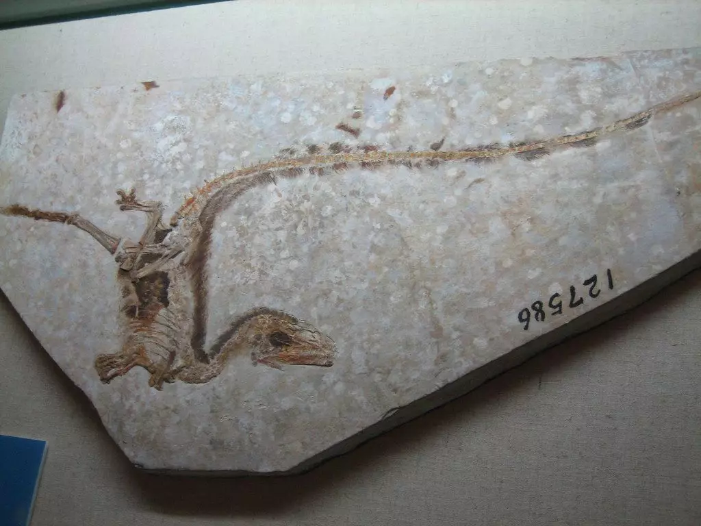 Sinosauropteryx fosilija, įterpta į uolą.