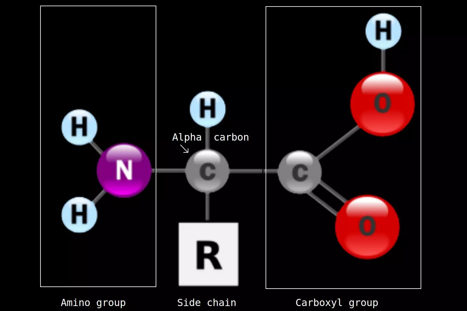 Struktura e aminoacideve