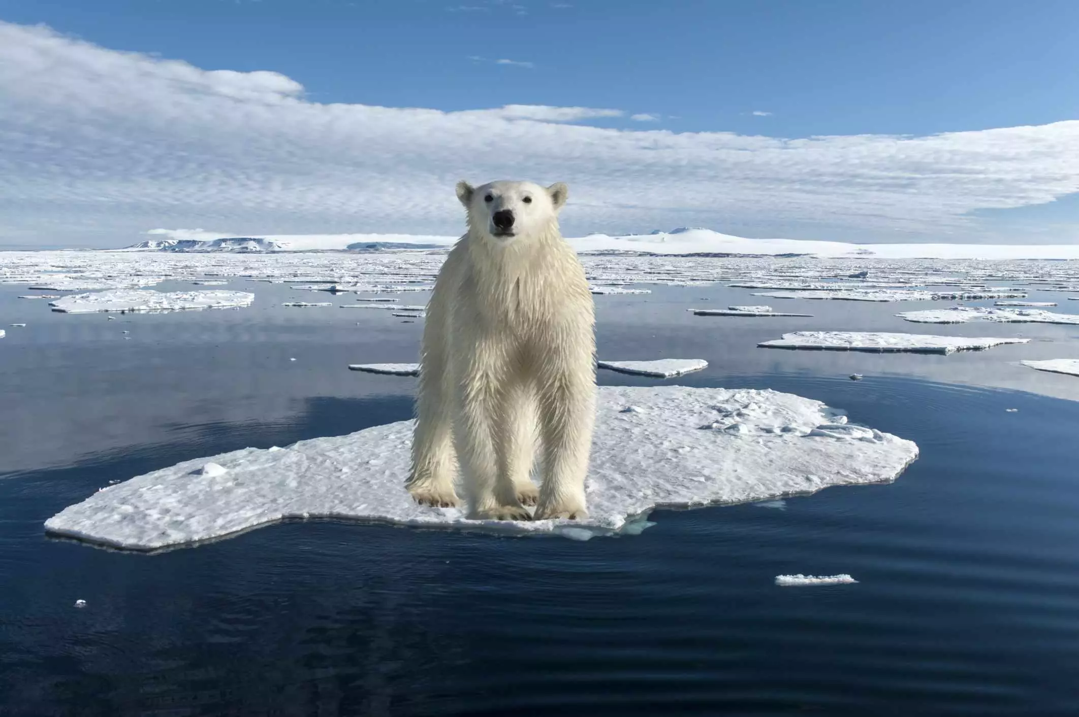 Polar Bear a kan ƙanƙara a cikin Norway.