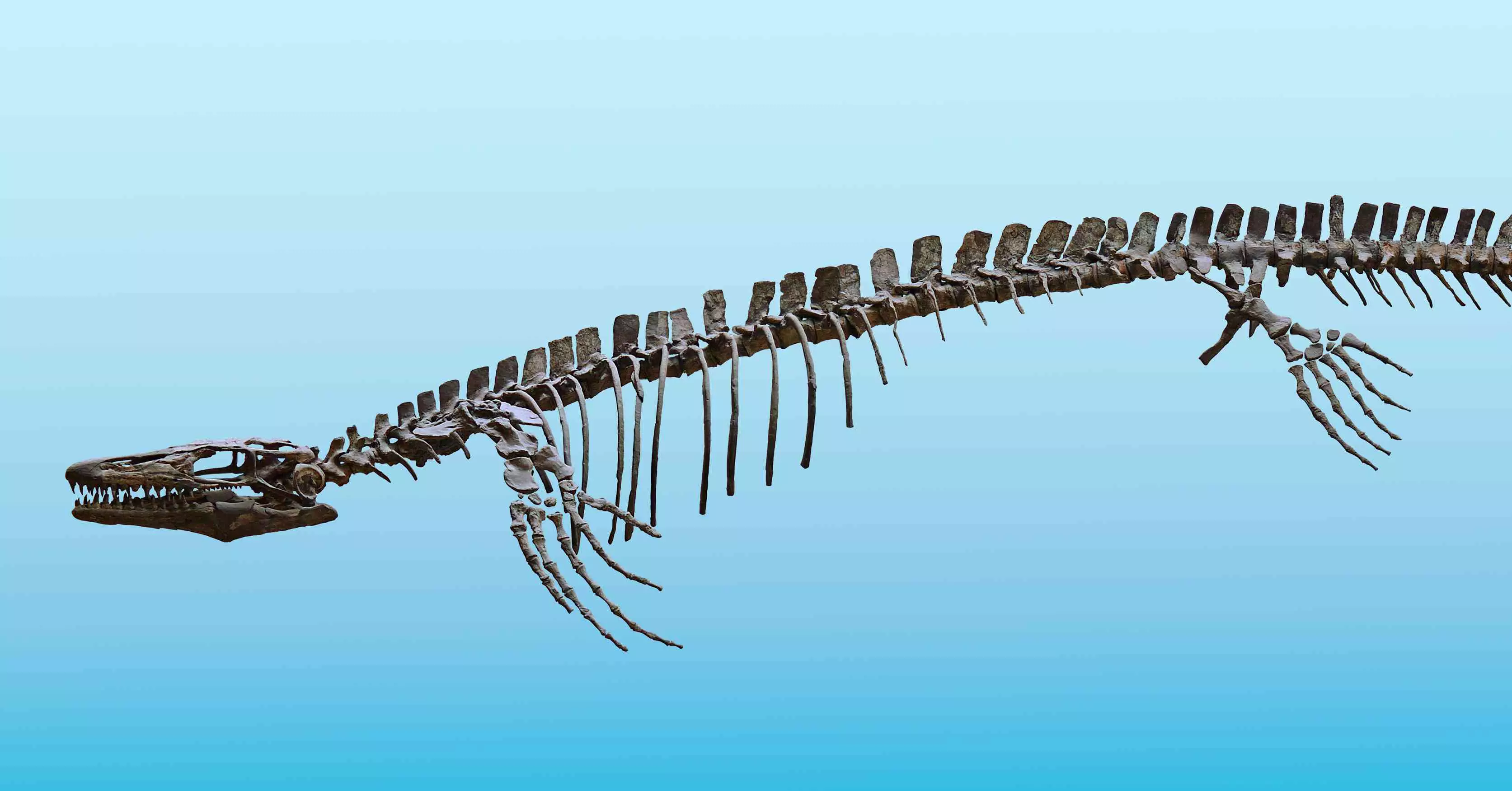 plioplatecarpus