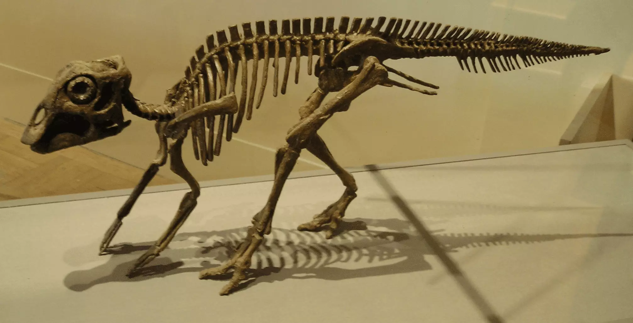 maiasaura