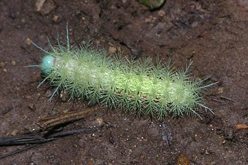 caterpillar