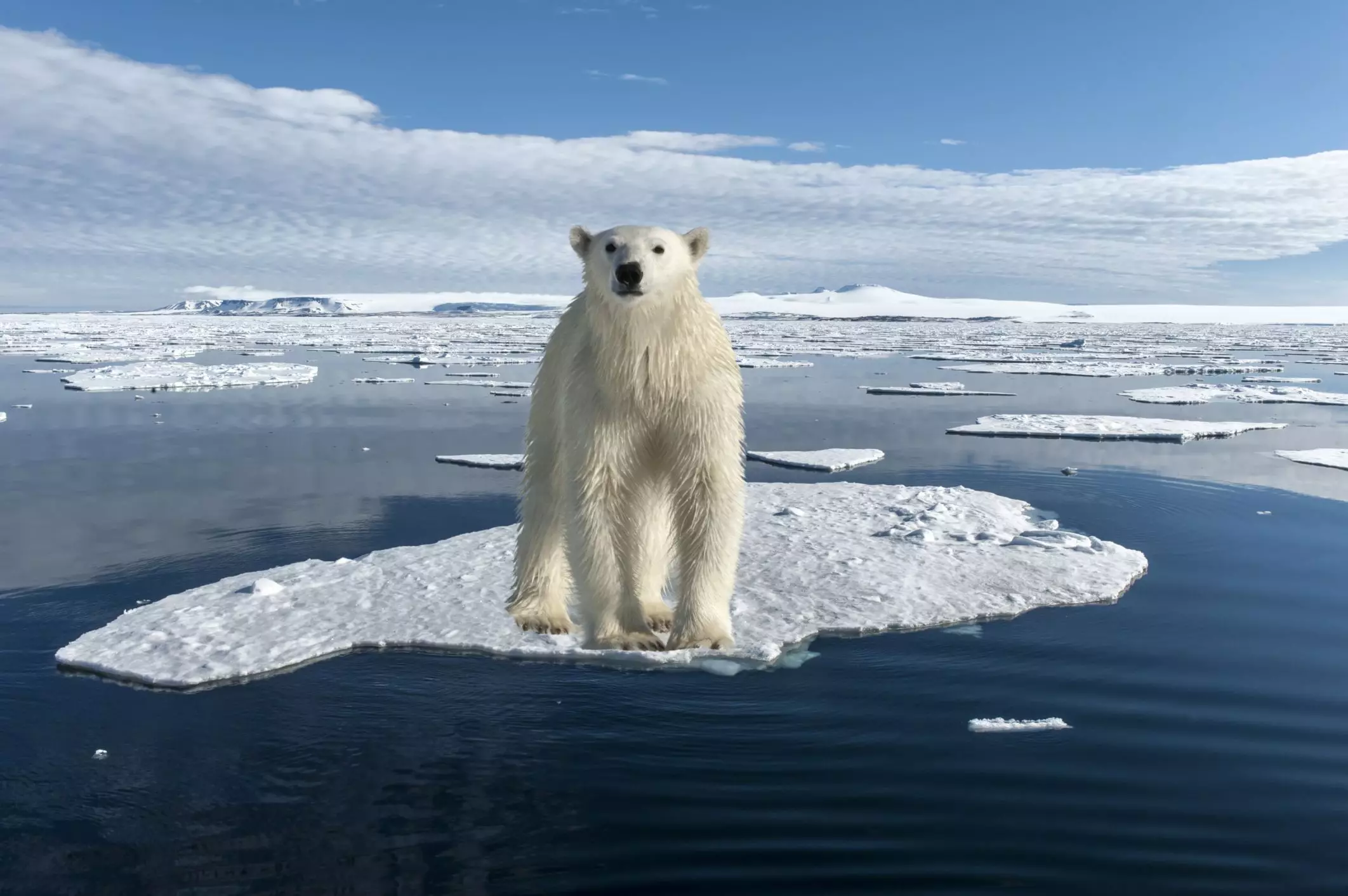 Globalna zmiana klimatu i ewolucja