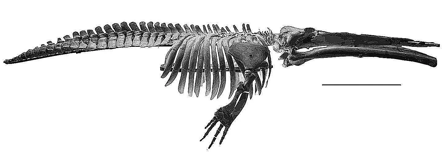 Cetotherium, unha balea prehistórica de Maryland