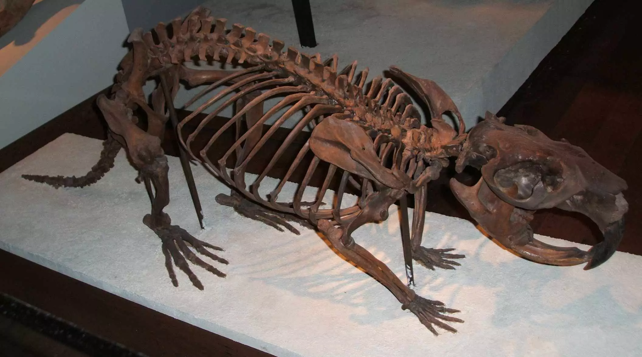 Igikonyo kinini (Castoroides ohioensis) skeleton