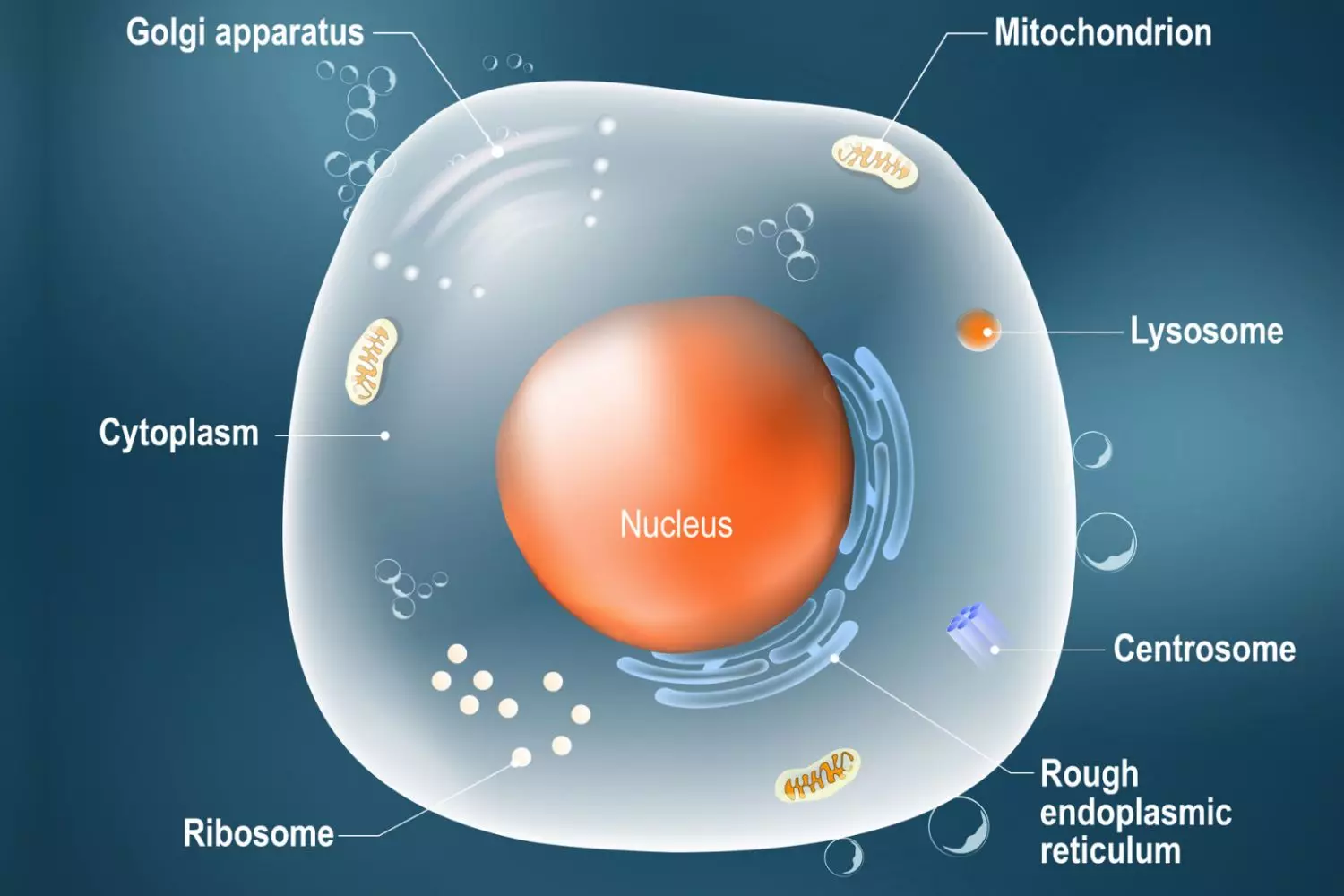 Animal Cell