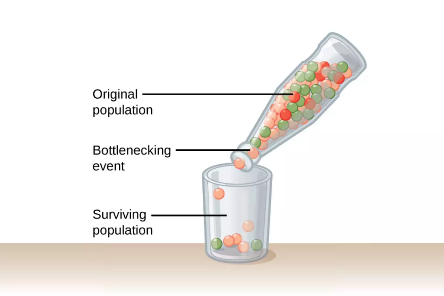 Bottleneck ng Populasyon