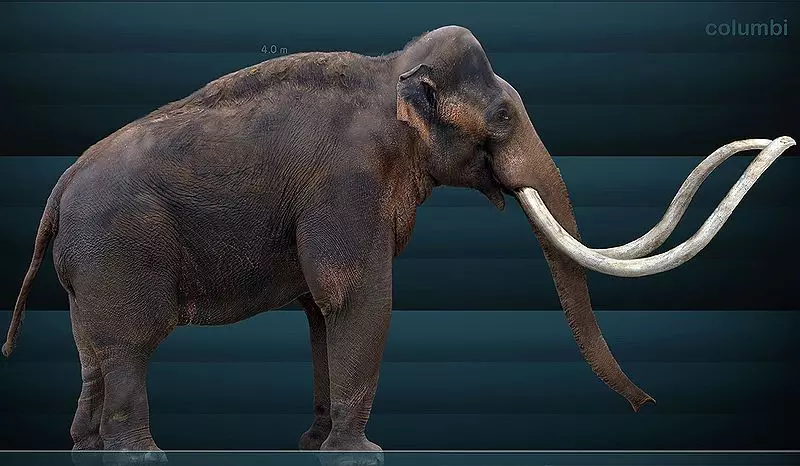mamut-