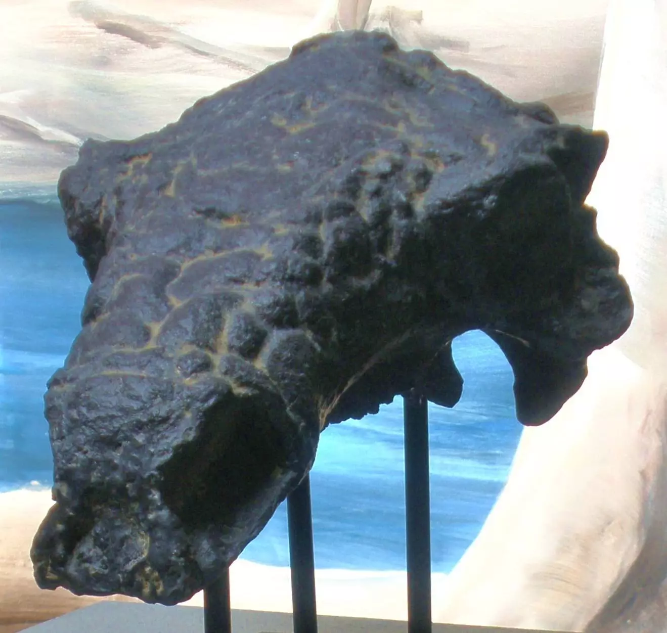 pawpaurus