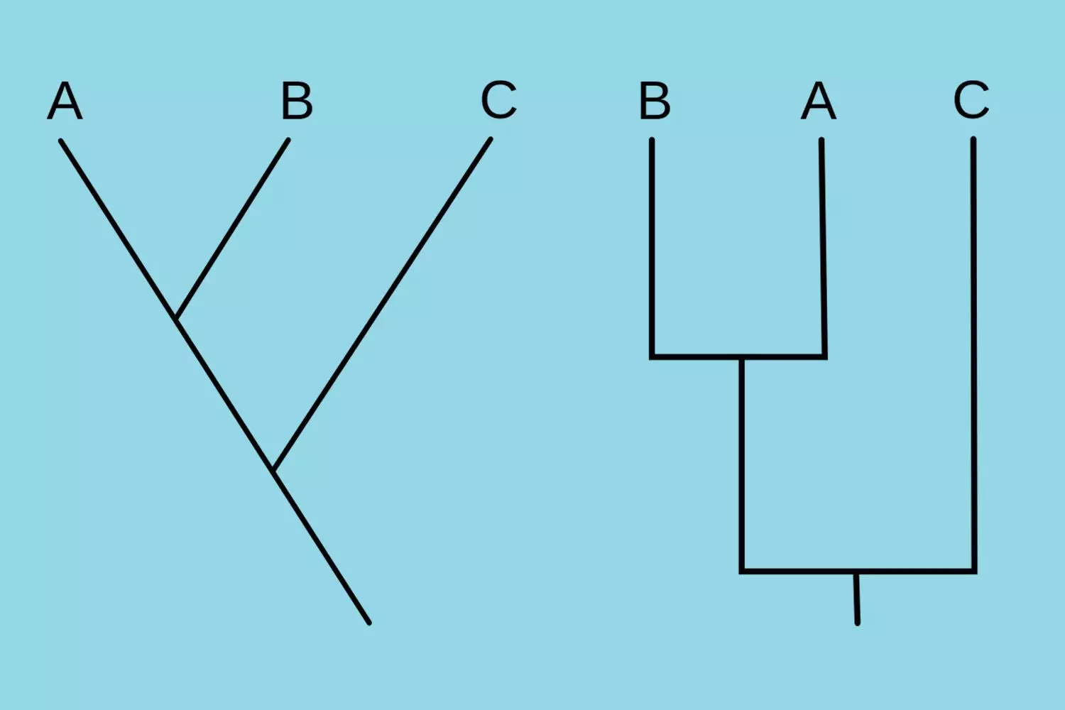 တူညီသော cladogram နှစ်ခု