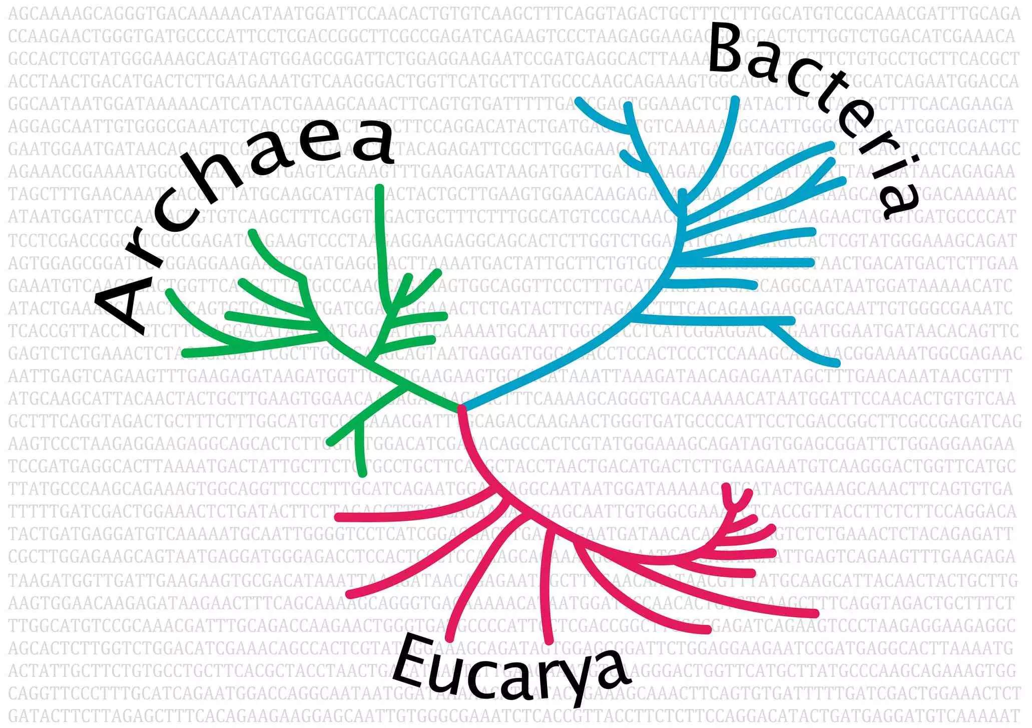 Nezakorenený fylogenetický strom života.